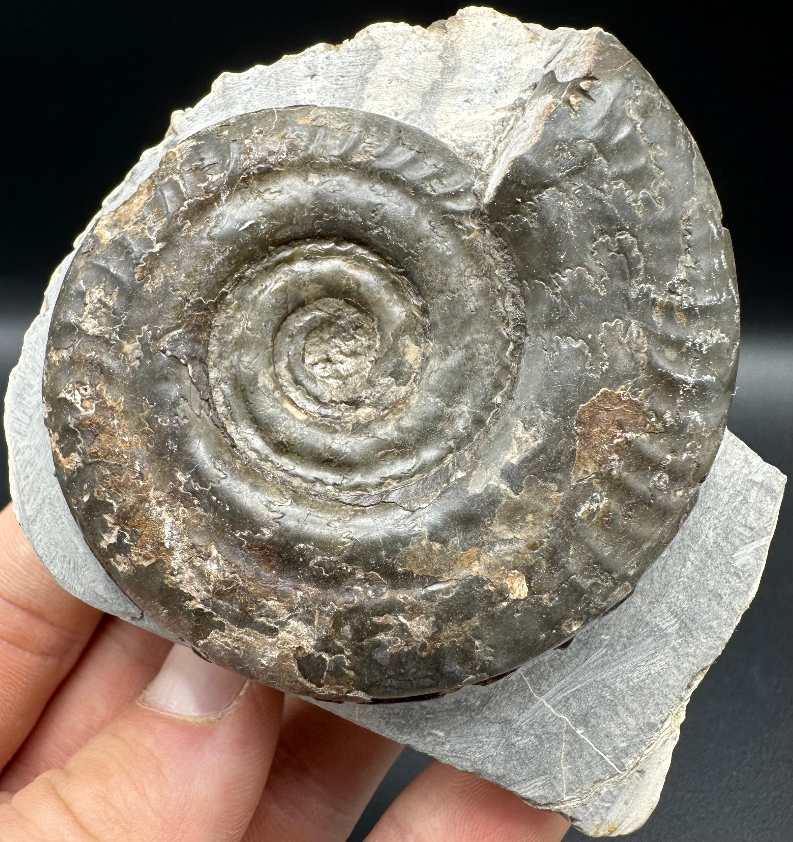 Hildoceras Bifrons Ammonite Fossil With Box And Stand Whitby North hildoceras-bifrons-ammonite-fossil-with-box-and-stand-whitby-north