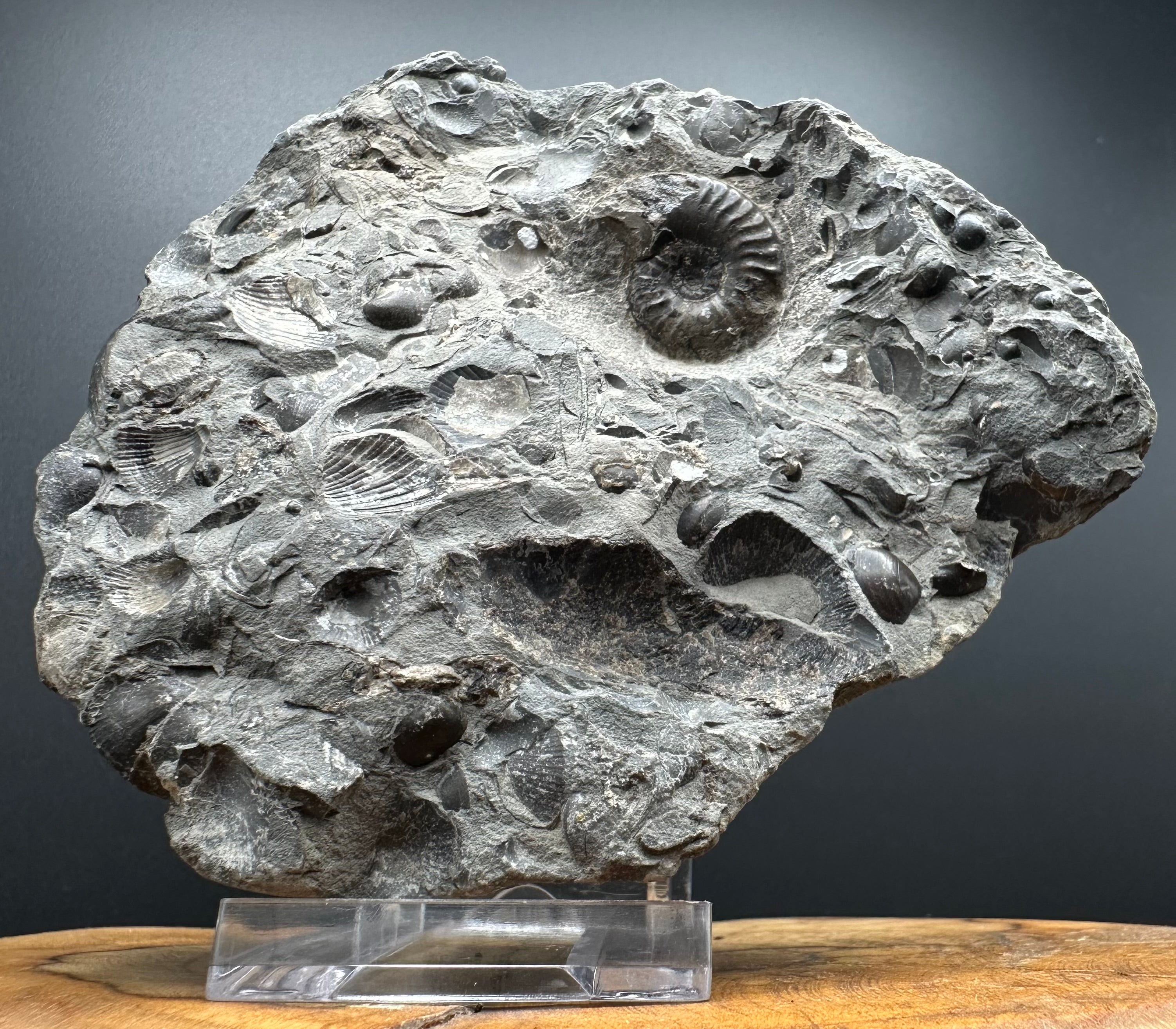 Grammoceras thoaurense Ammonite shell fossil with box and stand - Whit ...