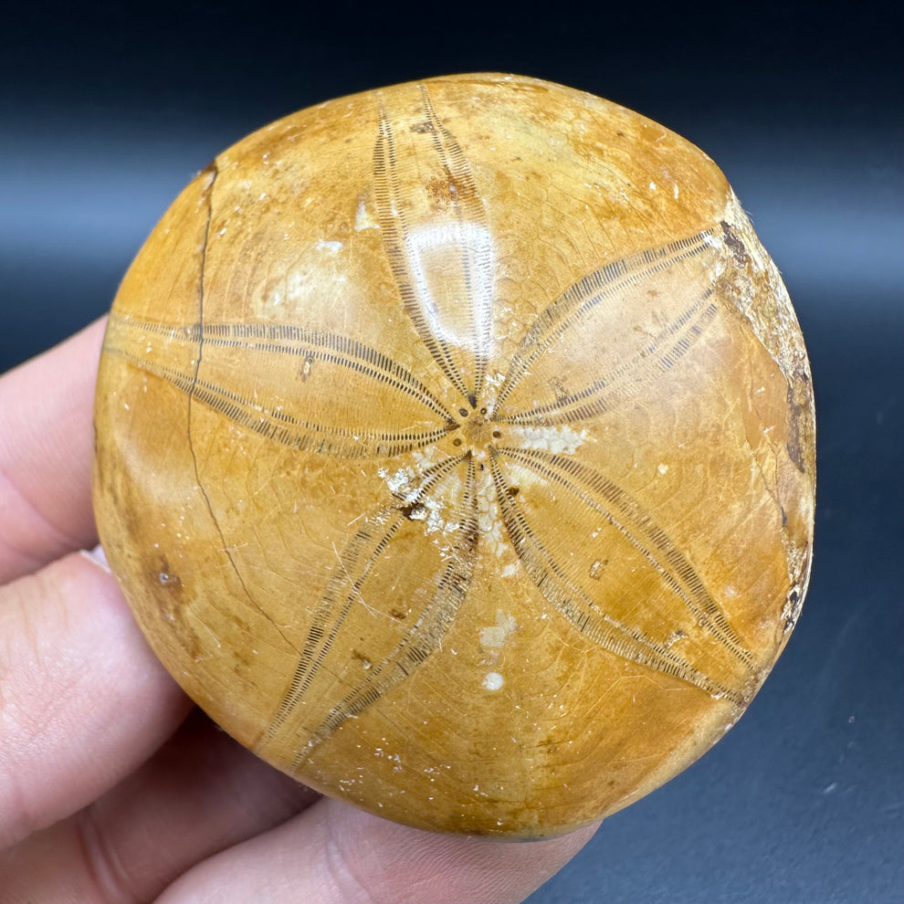 Holectypus Sea Urchin Fossil With Box And Stand - Middle Jurassic Mada ...