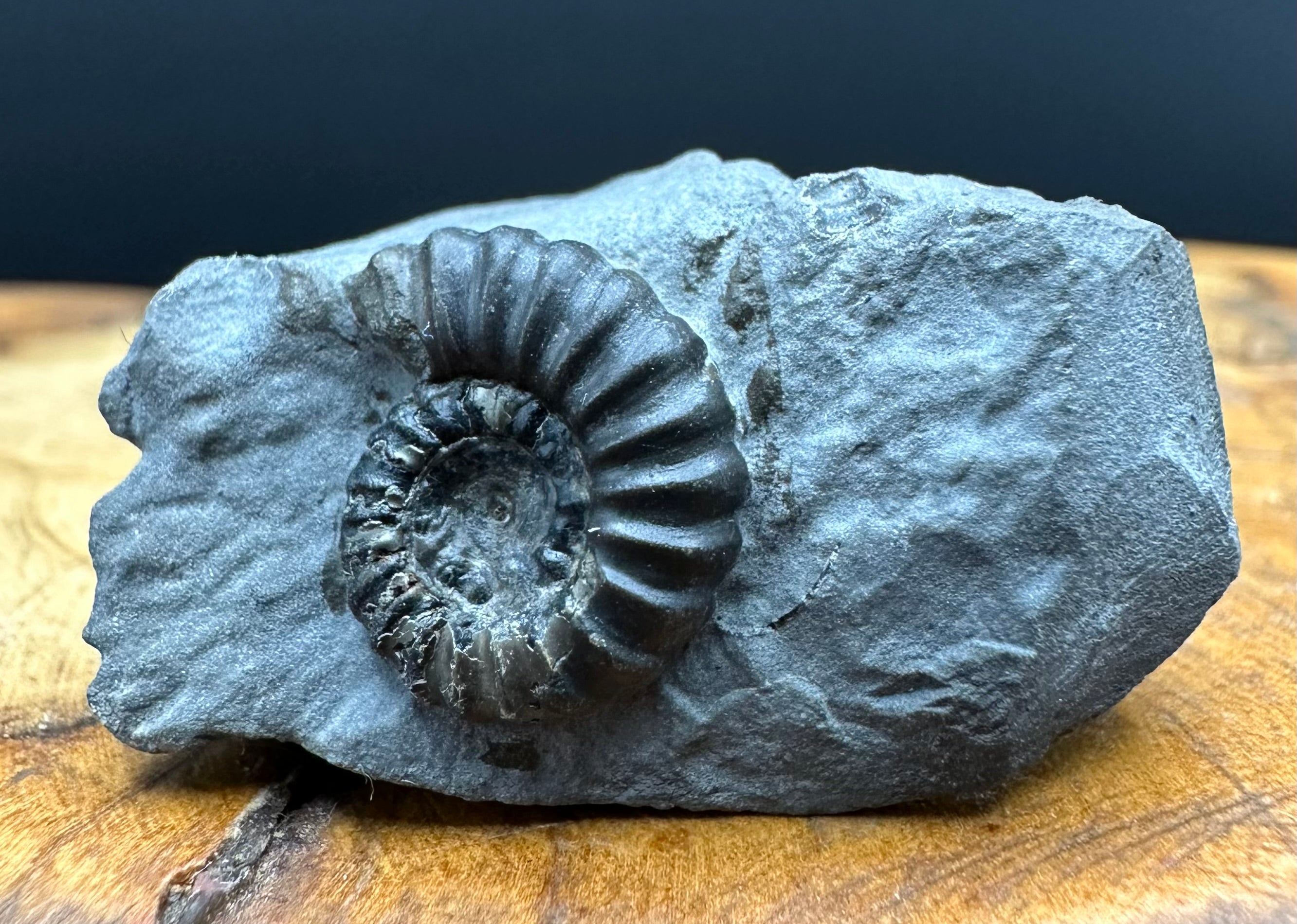Promicroceras ammonite shell fossil with box and stand - Whitby, North ...