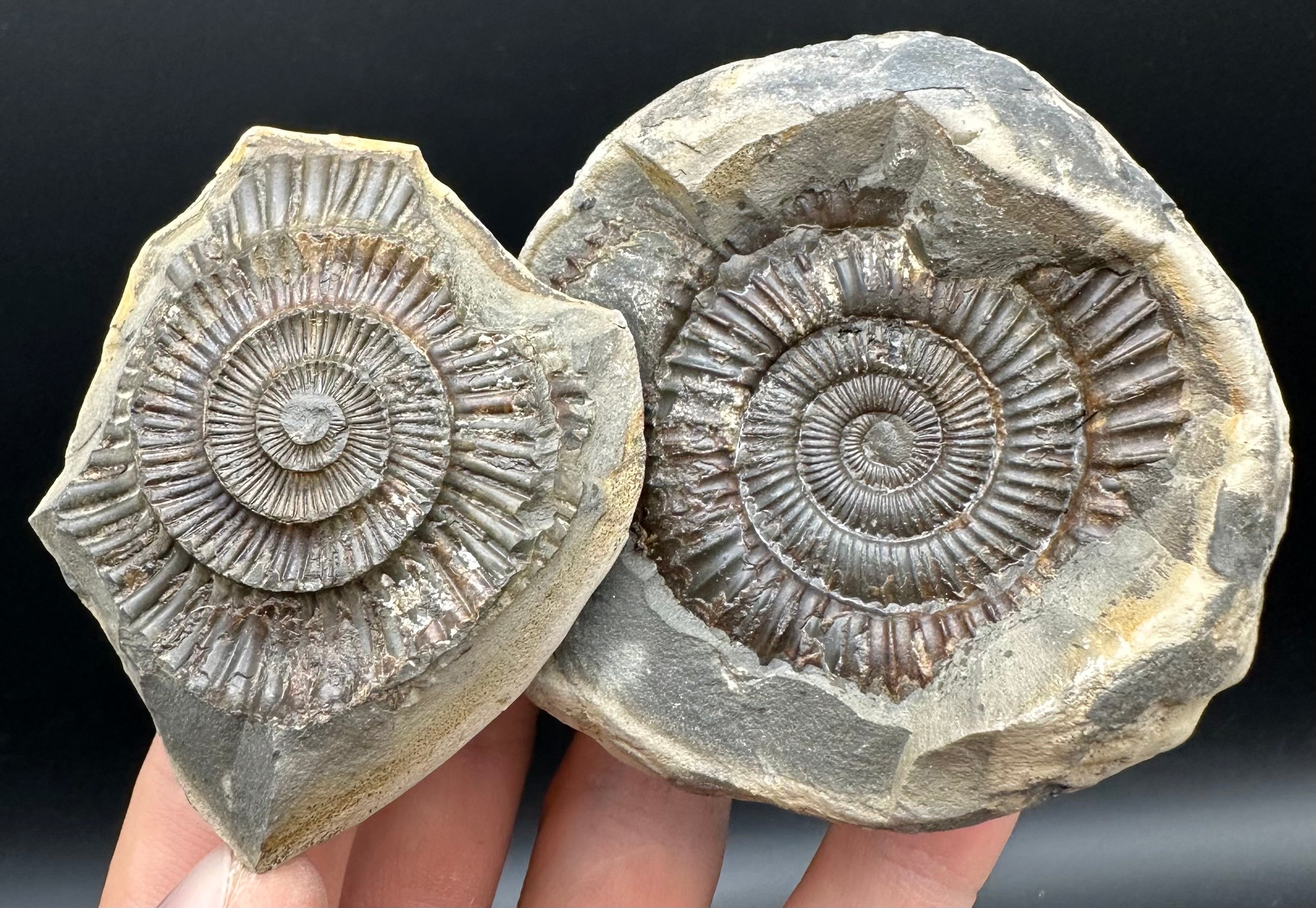 Dactylioceras Ammonite nodule (split pair) Fossil With Box And Stand ...