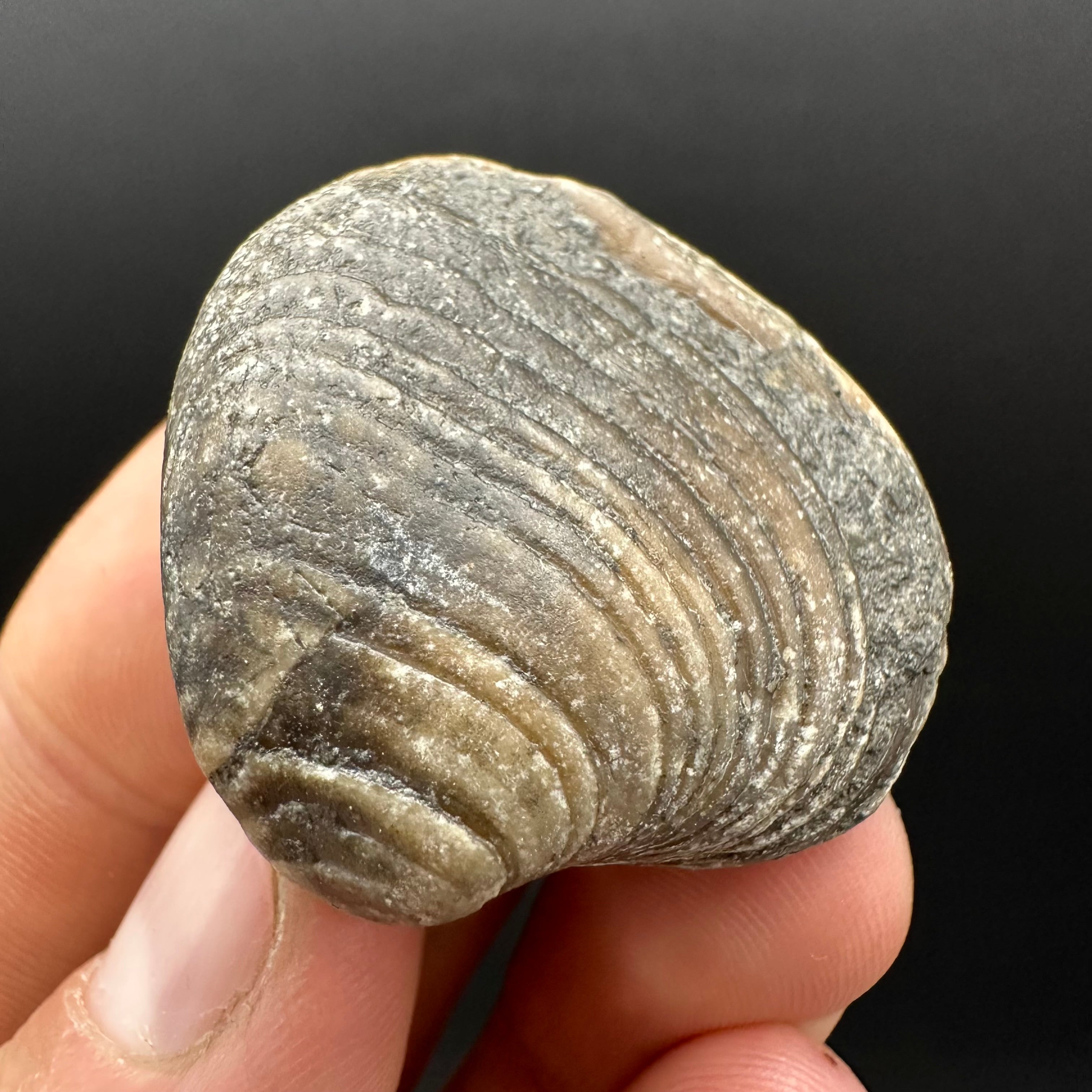 Shell fossil with box and stand - Whitby, North Yorkshire, Jurassic Co ...