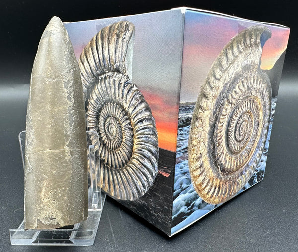 Belemnite (Fossil Squid) shell fossil with box and stand - Whitby, Nor ...