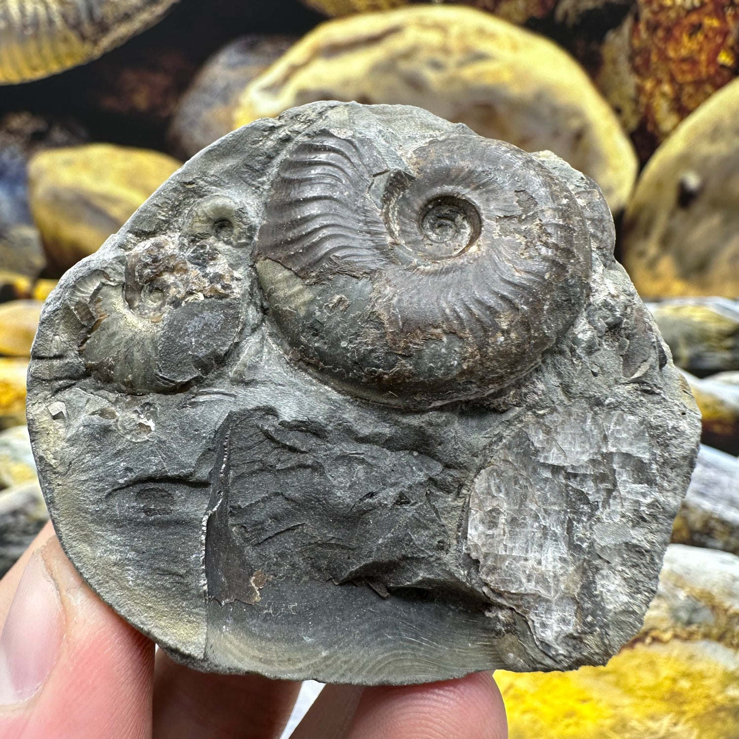 Collections – Yorkshire.Fossils