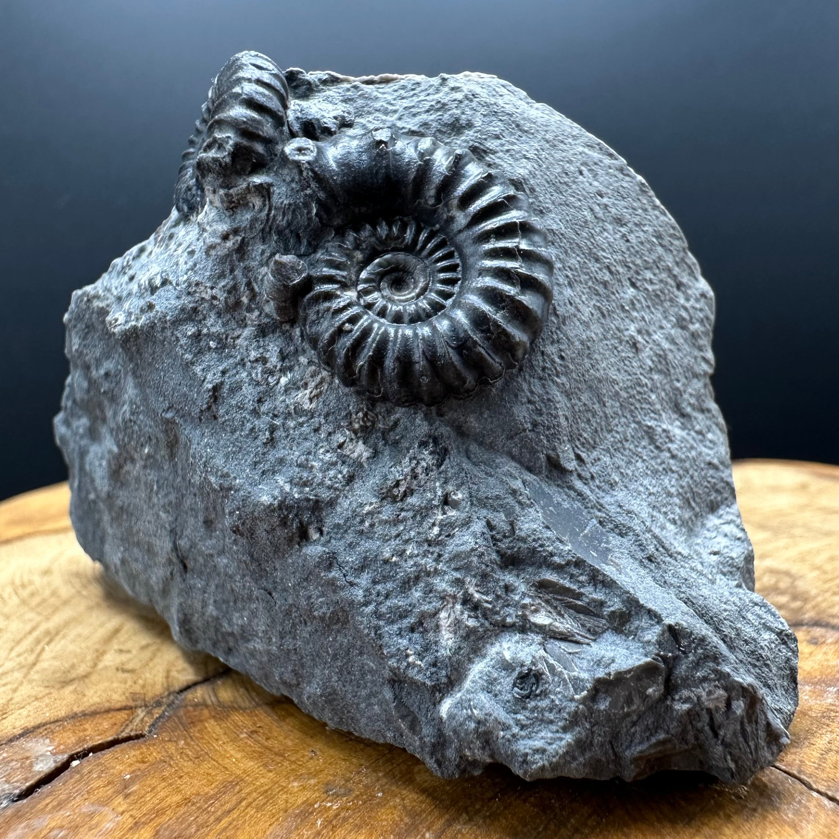 Promicroceras / Xipheroceras Ammonite shell fossil with box and stand ...