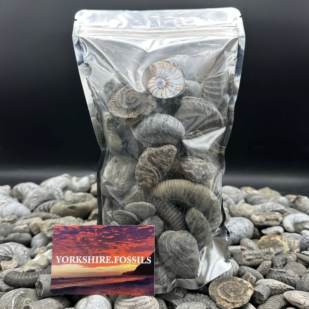 Yorkshire Fossils UK | Genuine Jurassic Fossils For Sale – Yorkshire ...