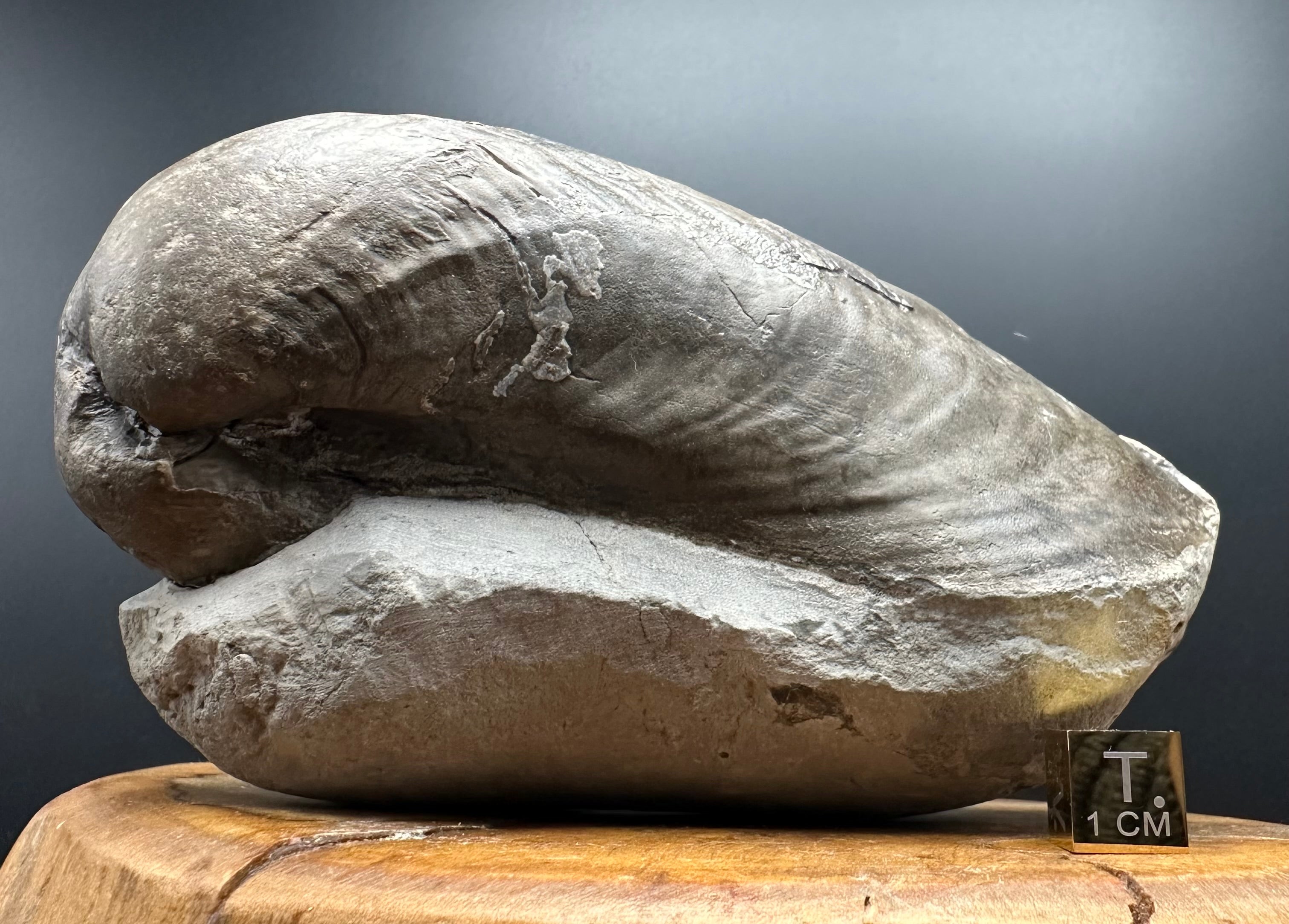Shell fossil with stand - Whitby, North Yorkshire, Jurassic Coast, Yor ...