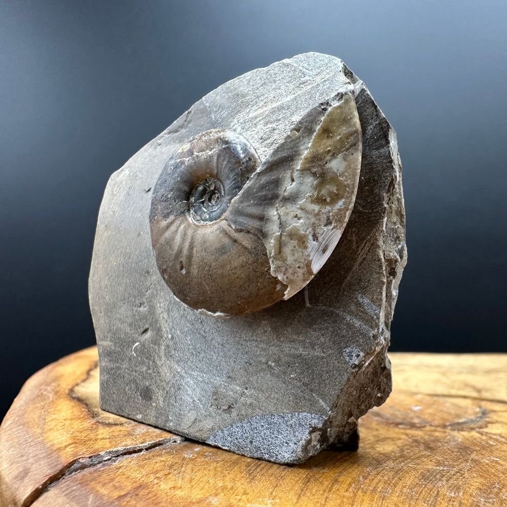Amaltheus striatus ammonite fossil with box and stand - Whitby, North ...