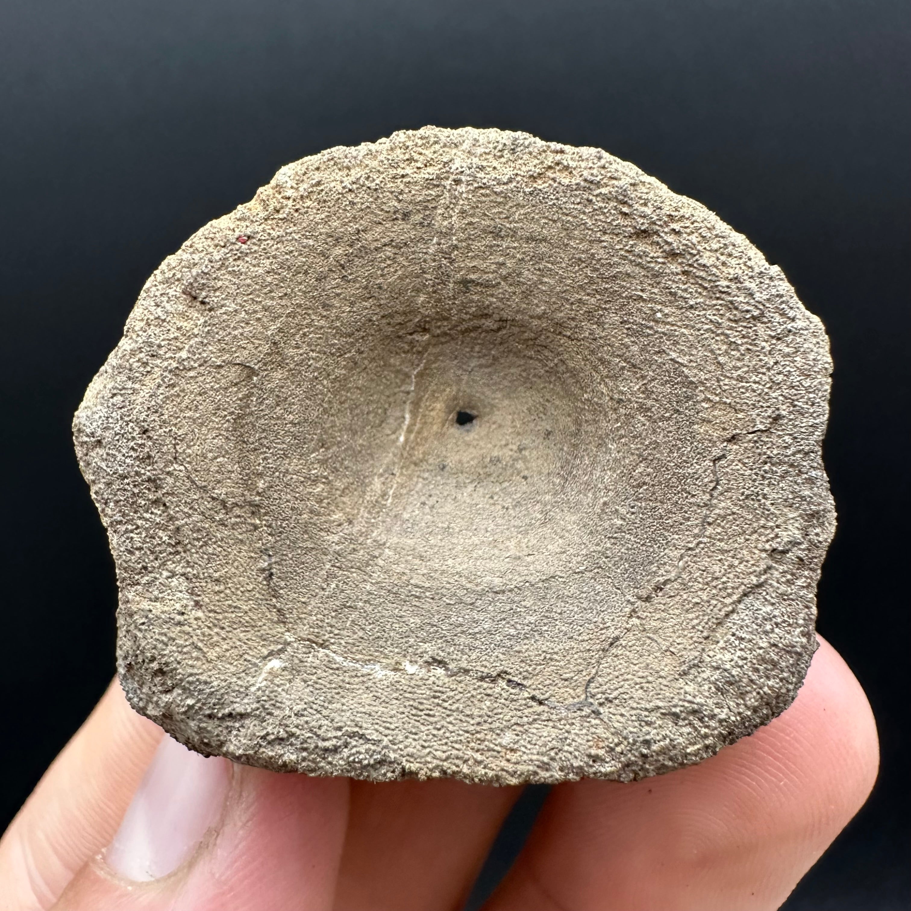 Ichthyosaur Vertebra fossil with box and stand - Whitby, North Yorkshi ...