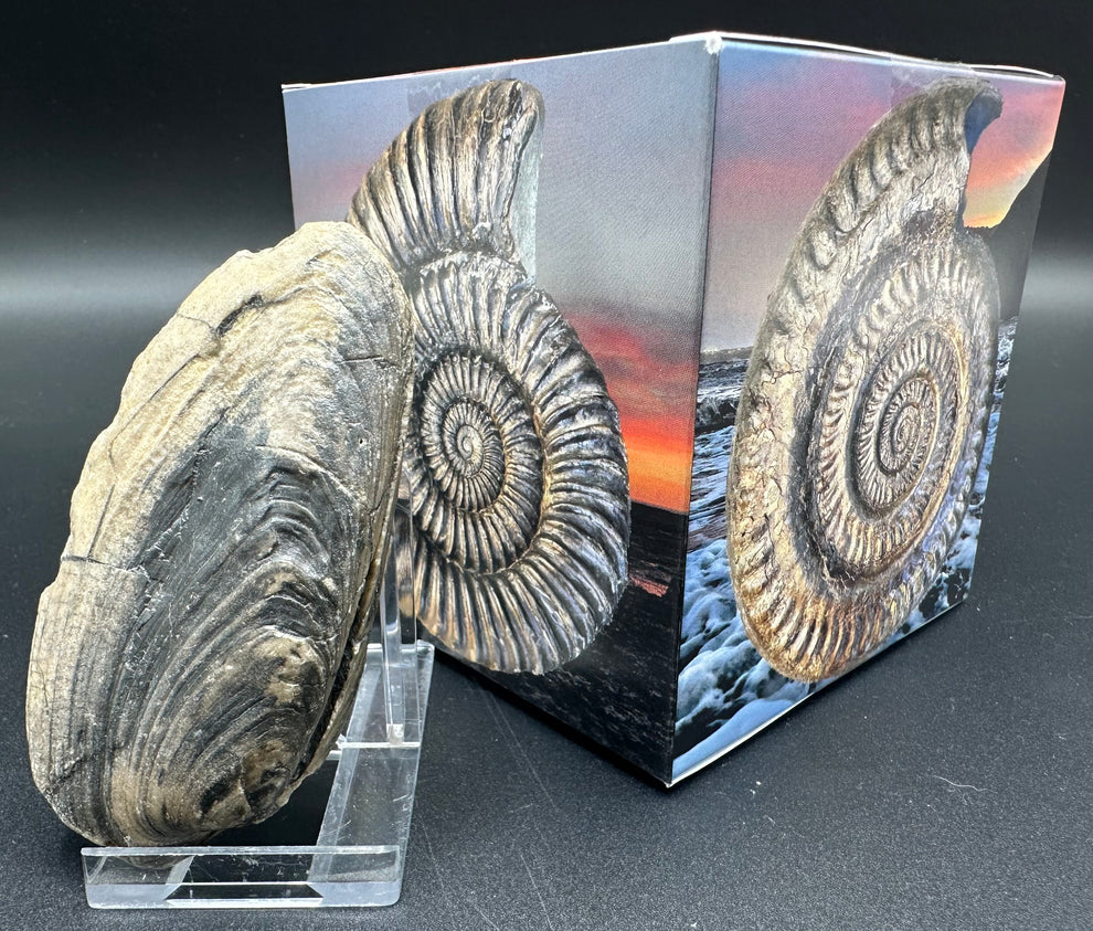 Shell fossil with box and stand - Whitby, North Yorkshire, Jurassic Co ...
