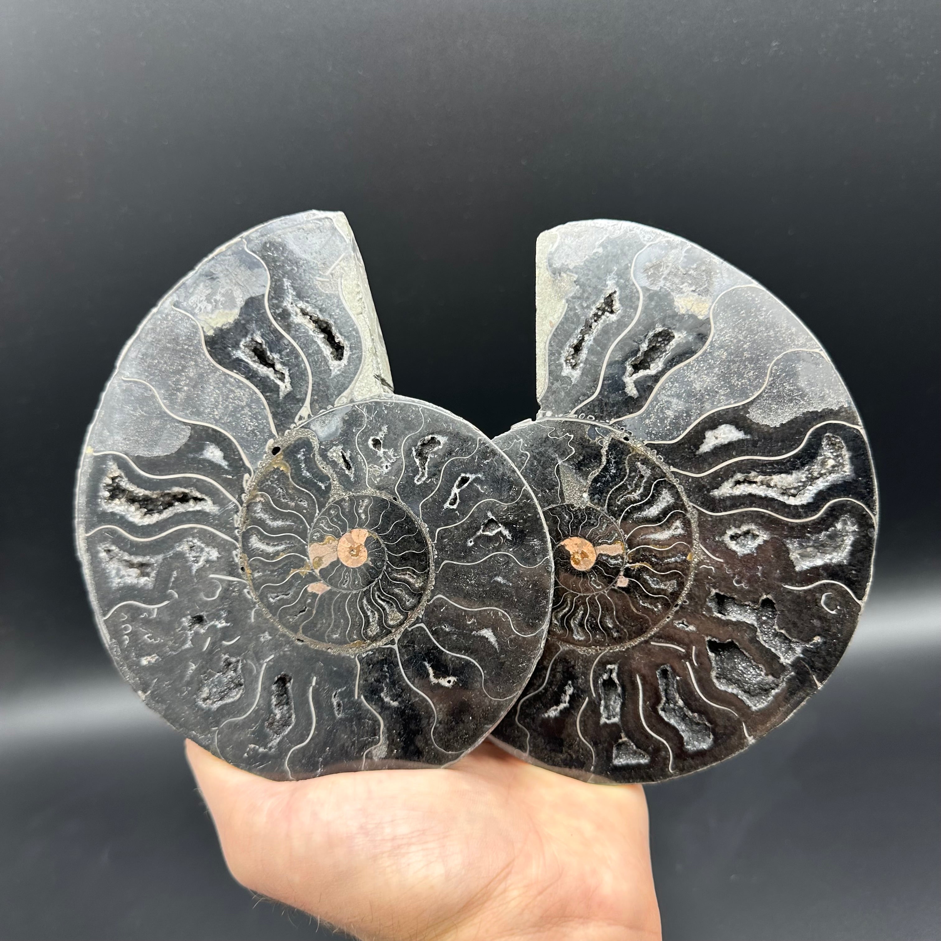 Cleoniceras Ammonite Cut And Polished Fossil Pair With Stand - Cretace ...