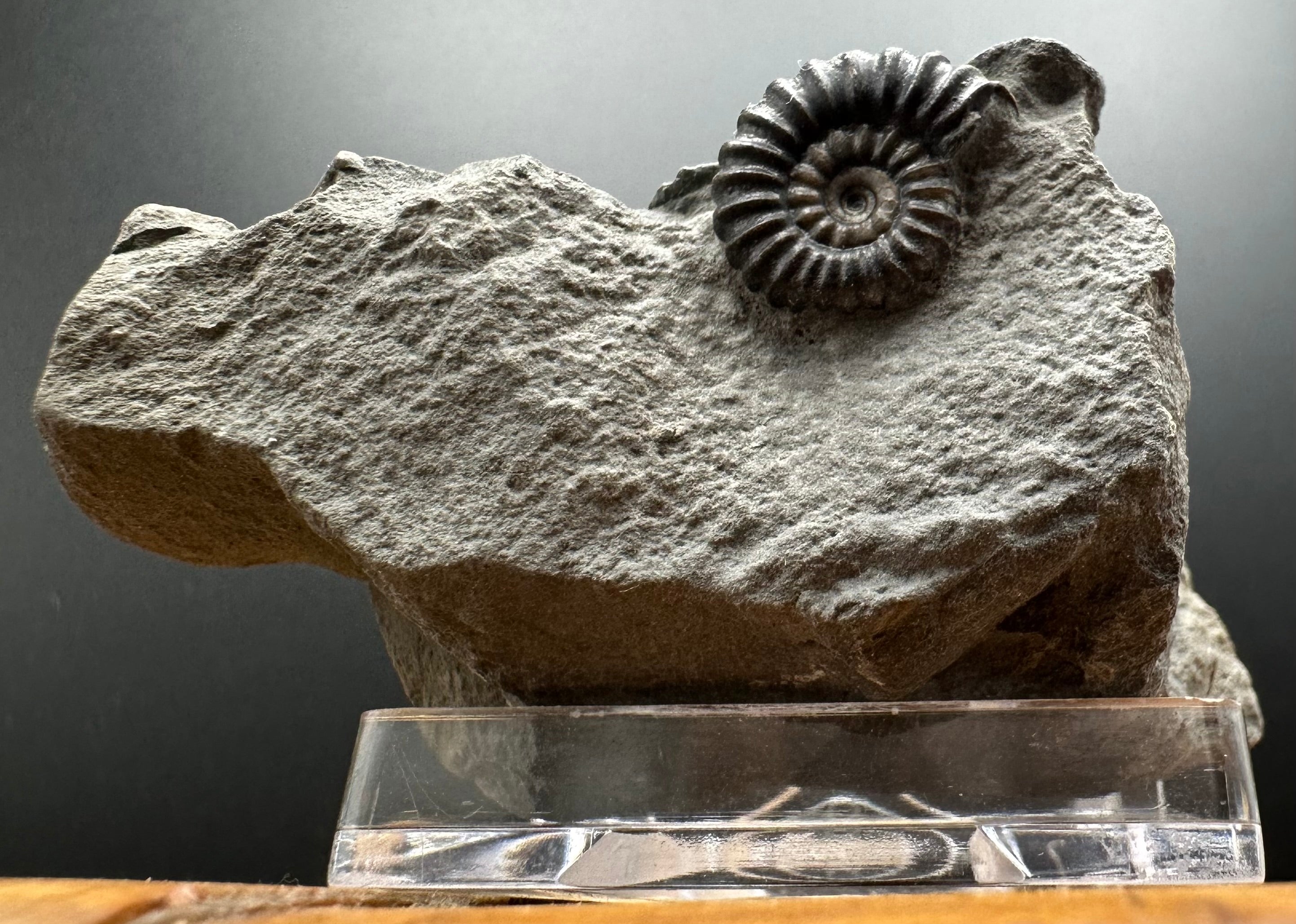 Promicroceras Ammonite shell fossil with box and stand - Whitby, North ...