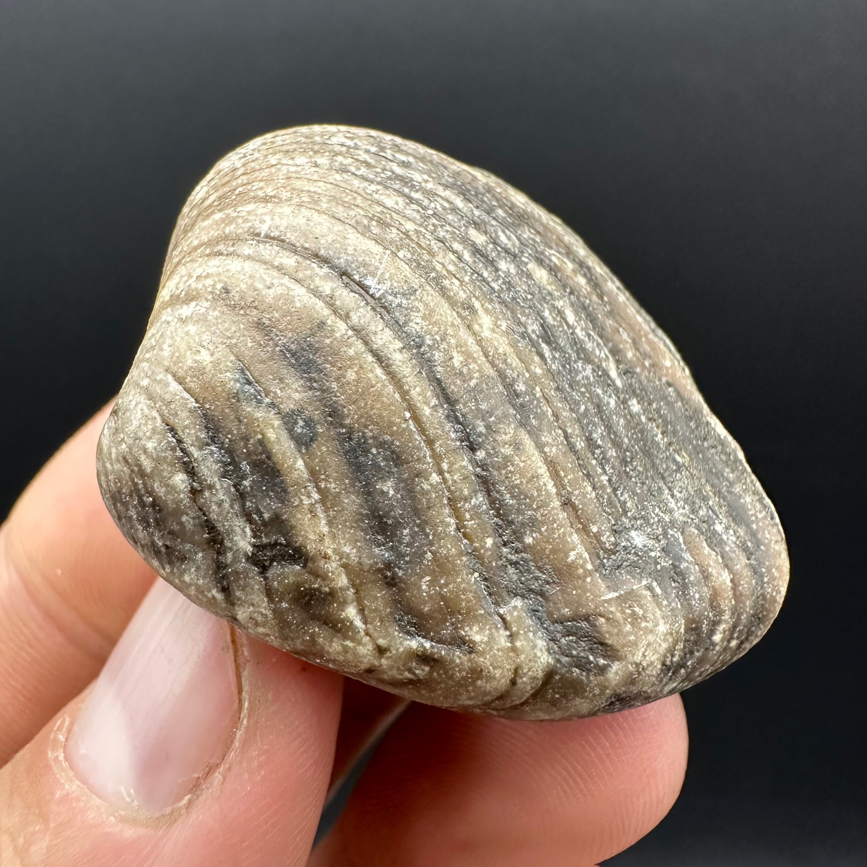 Bivalve Shell fossil with box and stand - Whitby, North Yorkshire, Jur ...