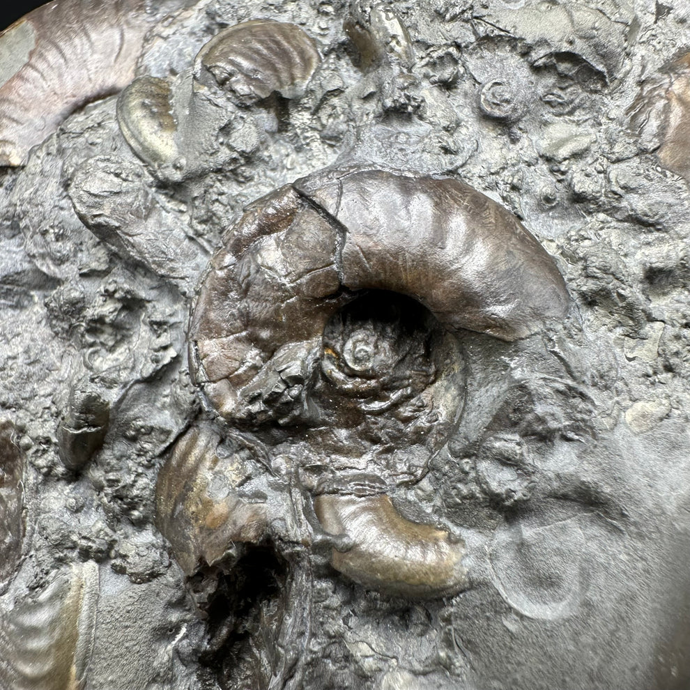 Golden Egg (GENUINE) Ammonite Fossil With Stand - Whitby, North Yorksh ...