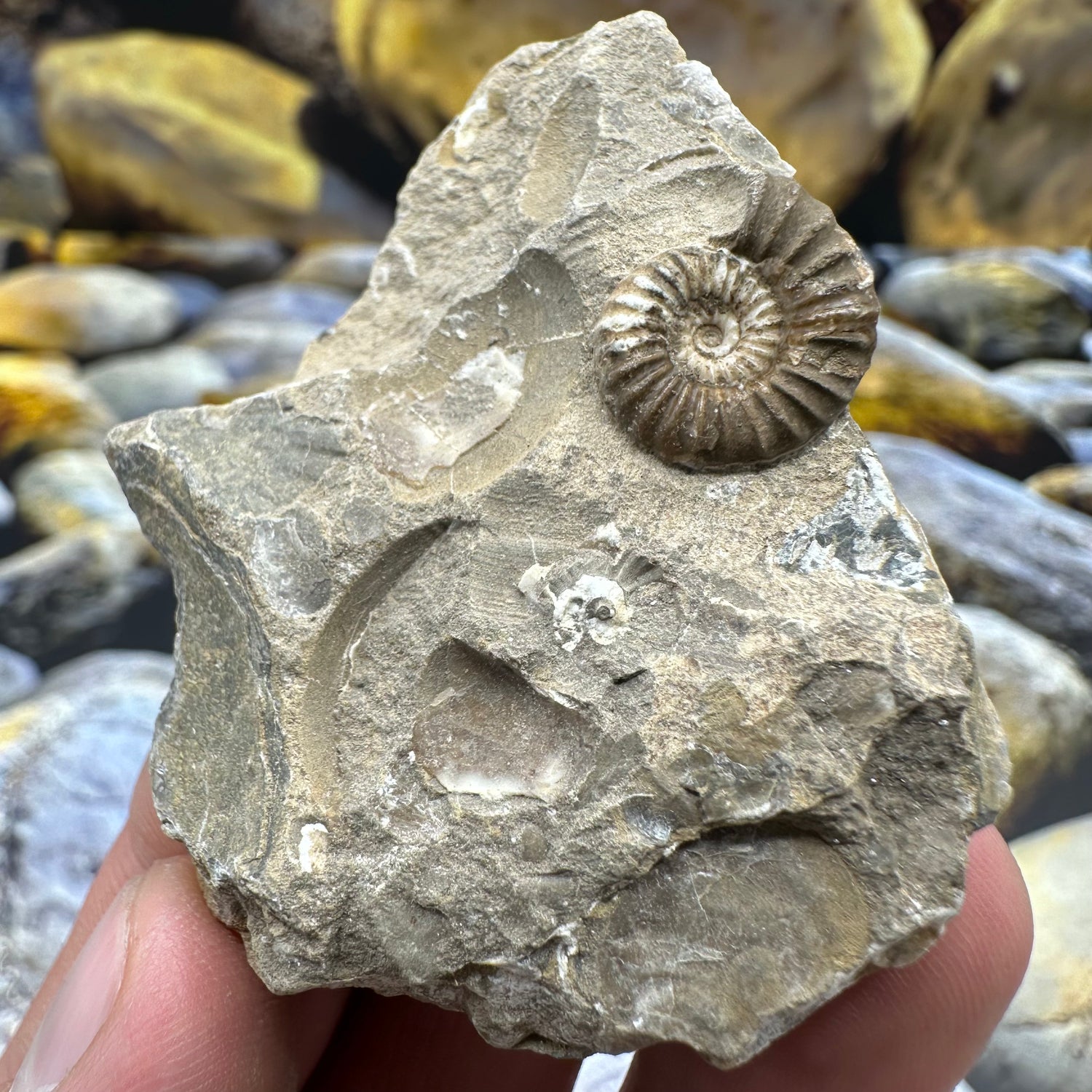 Collections – Yorkshire.Fossils