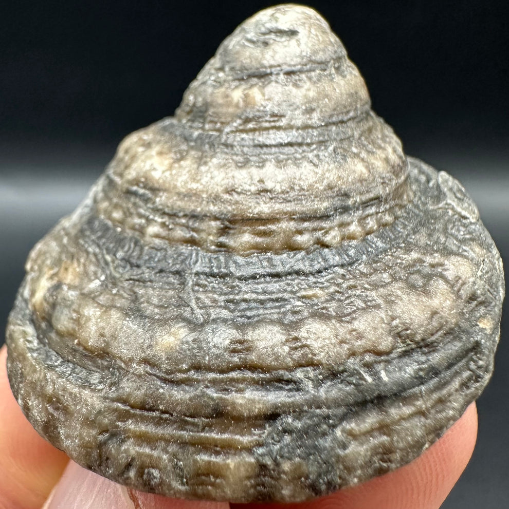 Gastropod Shell Fossil With Box And Stand - Whitby, North Yorkshire, J ...