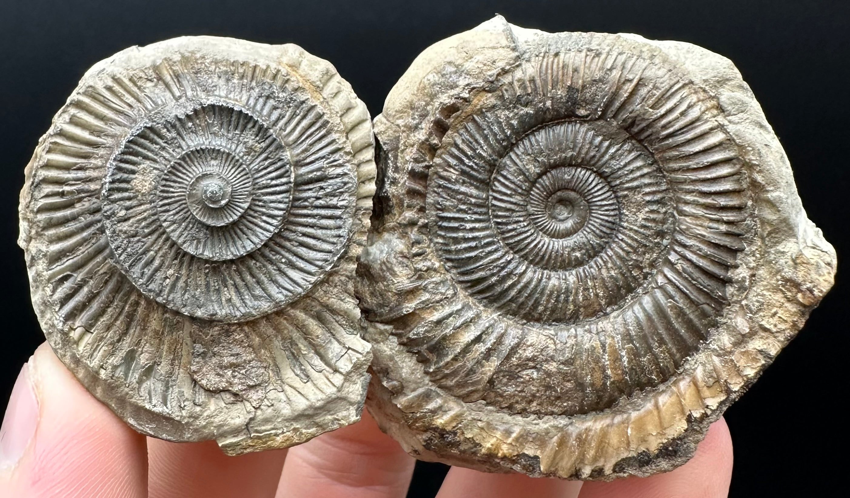 Dactylioceras Ammonite nodule (split pair) Fossil With Box And Stand ...
