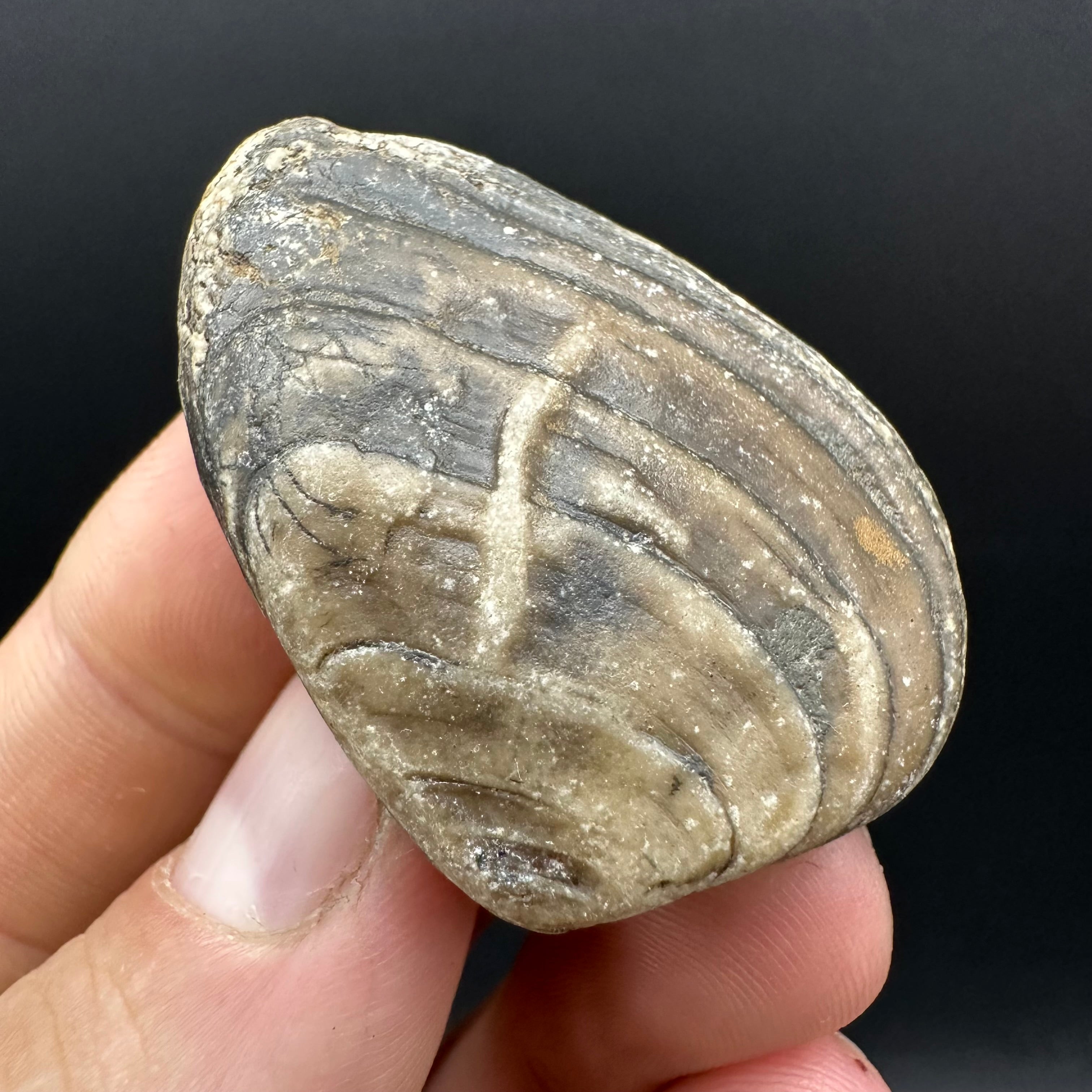 Shell fossil with box and stand - Whitby, North Yorkshire, Jurassic Co ...