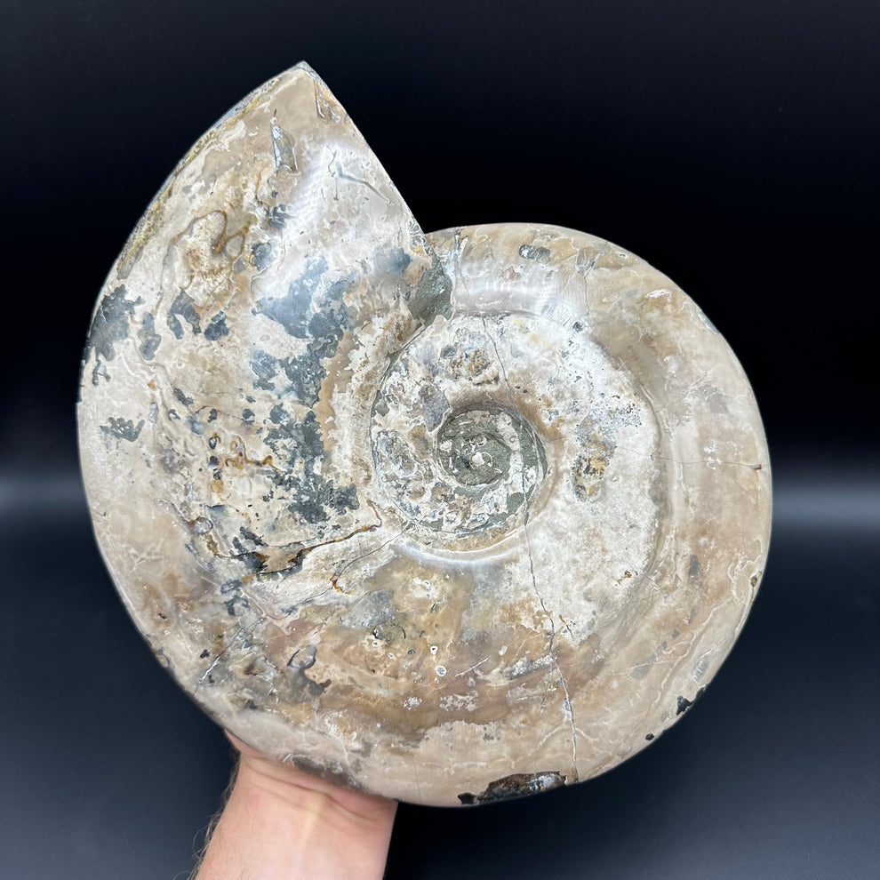 Cleoniceras Ammonite Fossil With Stand - Cretaceous Ammonite Madagasca ...
