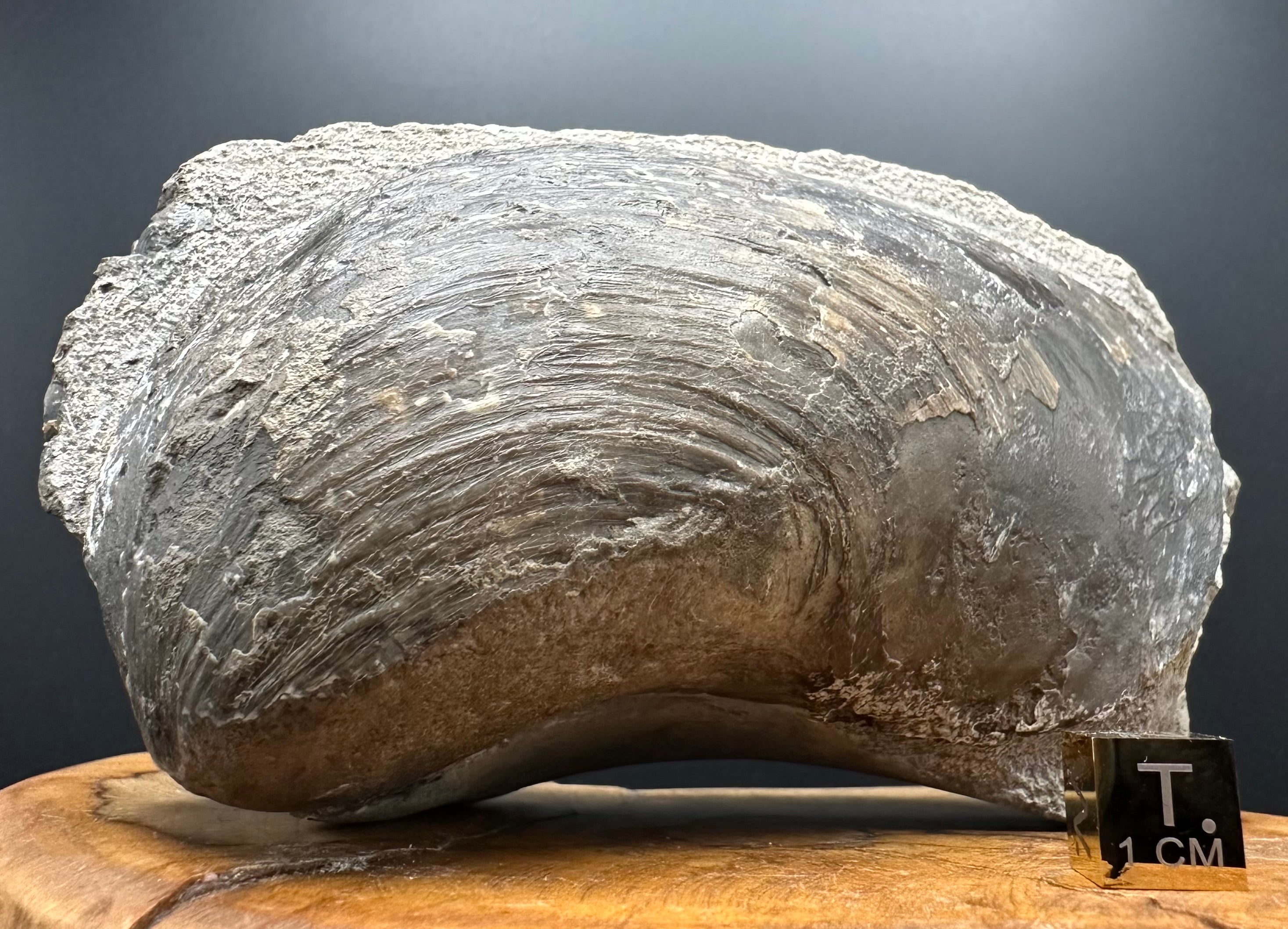 Shell fossil with stand - Whitby, North Yorkshire, Jurassic Coast, Yor ...
