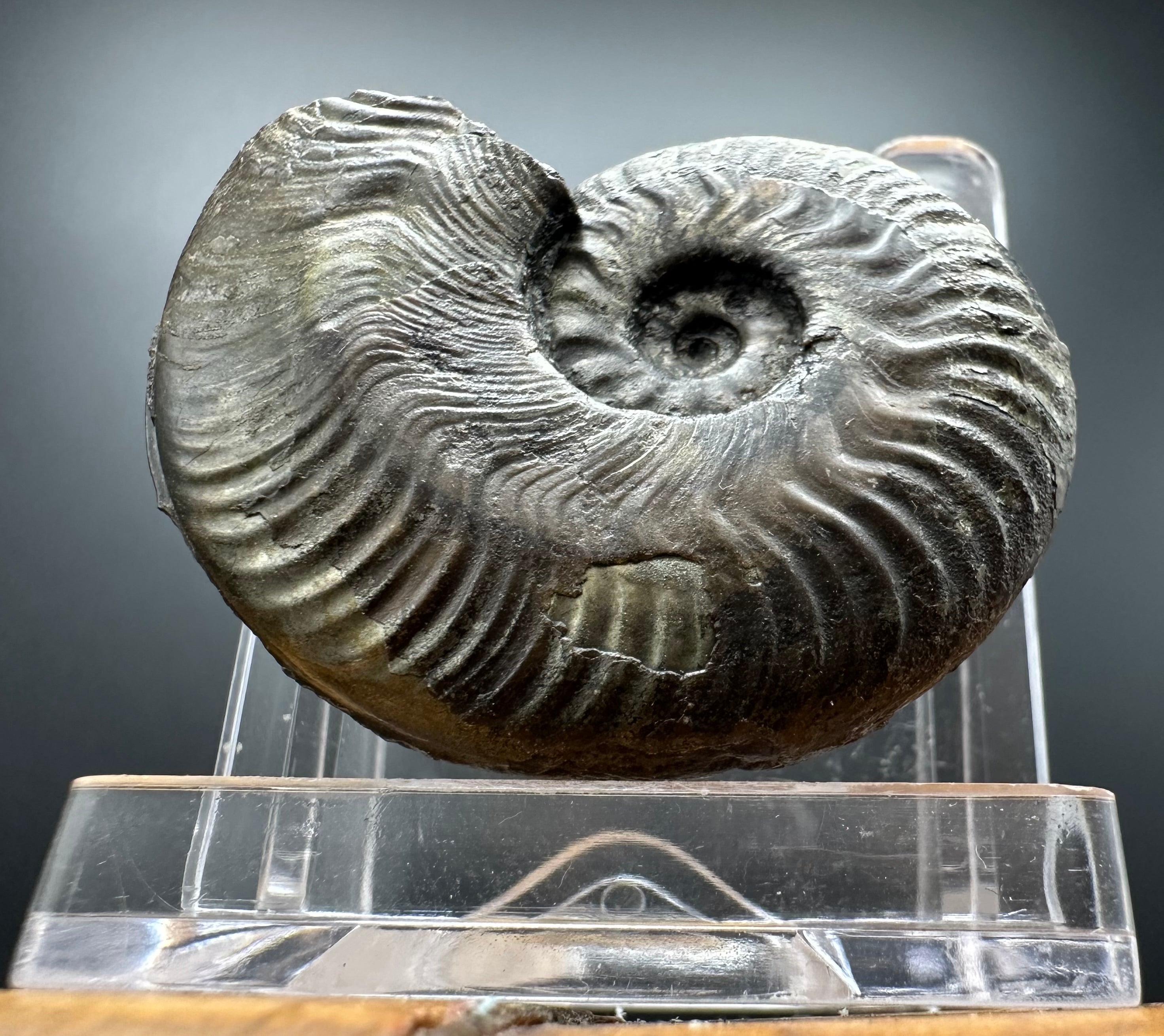 Golden Harpoceras Sp. Ammonite fossil with box and stand - Whitby, Nor ...