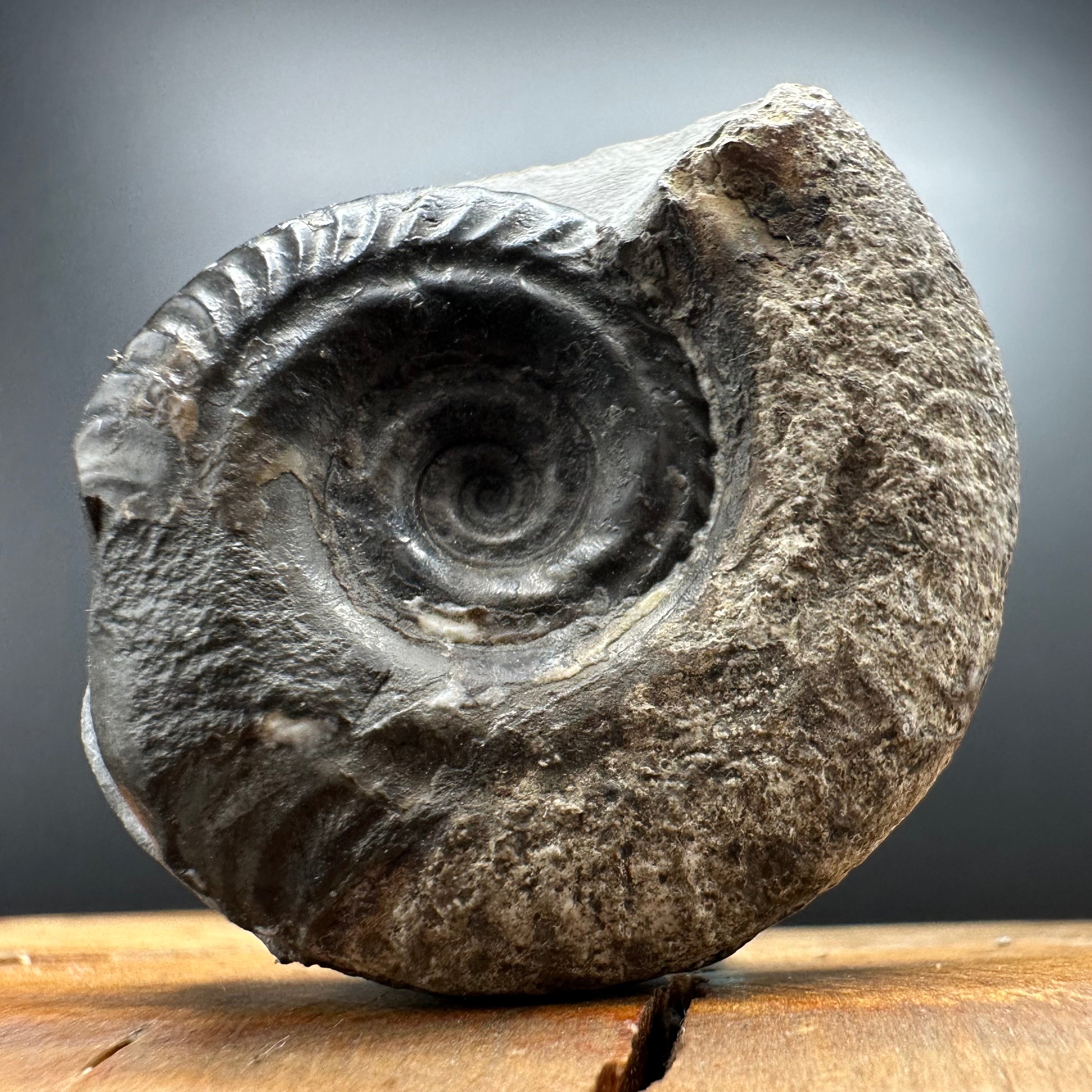 Hildoceras Bifrons Ammonite fossil with box and stand - Whitby, North ...