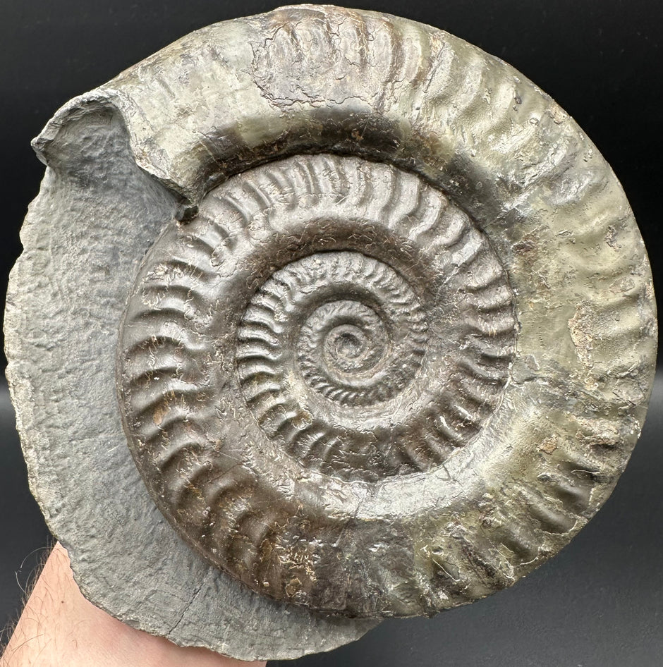 Premium Yorkshire Fossils | Collectors Jurassic Yorkshire Fossils UK ...