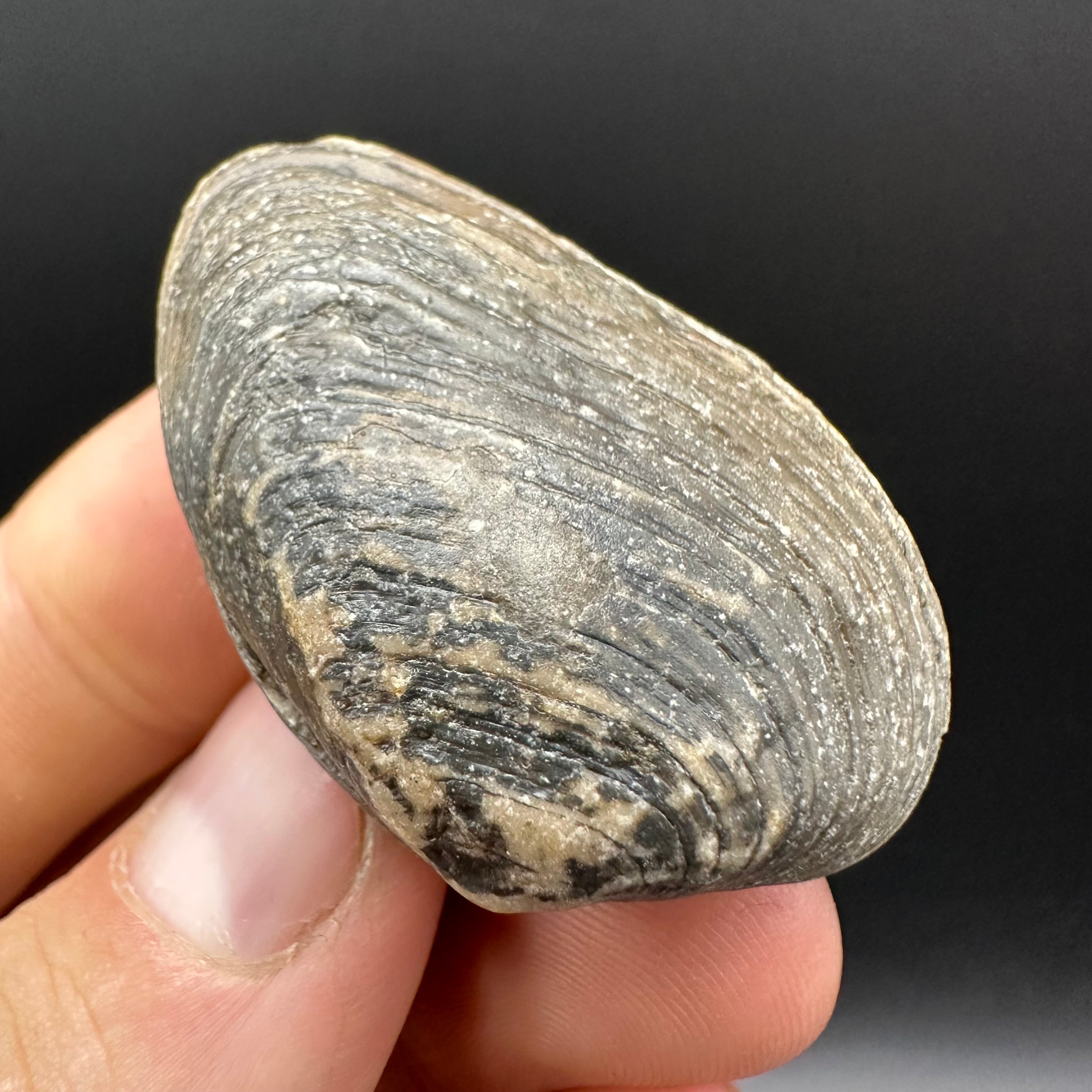 Shell fossil with box and stand - Whitby, North Yorkshire, Jurassic Co ...