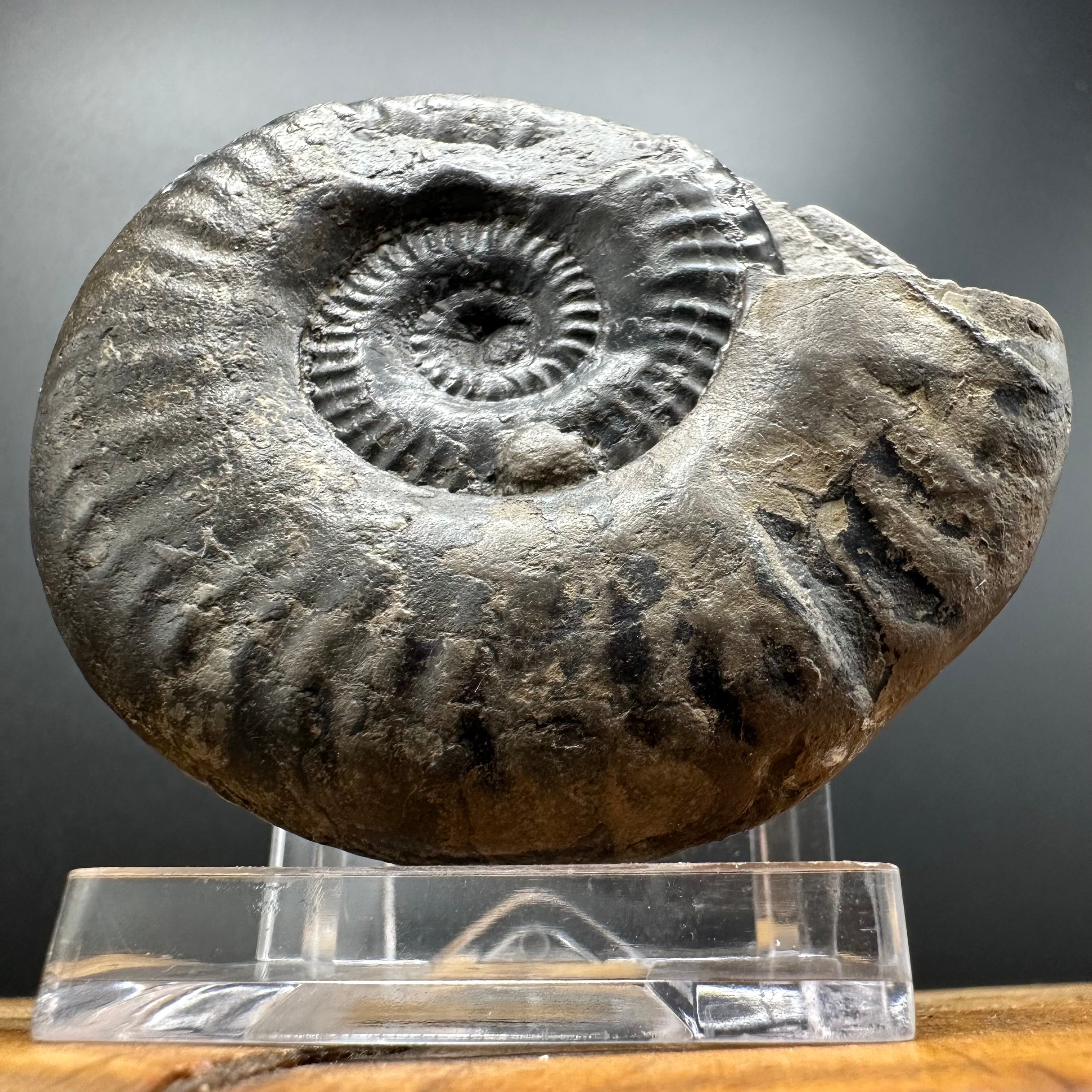 Grammoceras thoaurense Ammonite shell fossil with box and stand - Whit ...