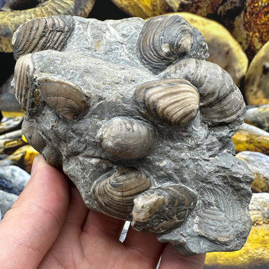 Sold Fossils – Yorkshire.Fossils