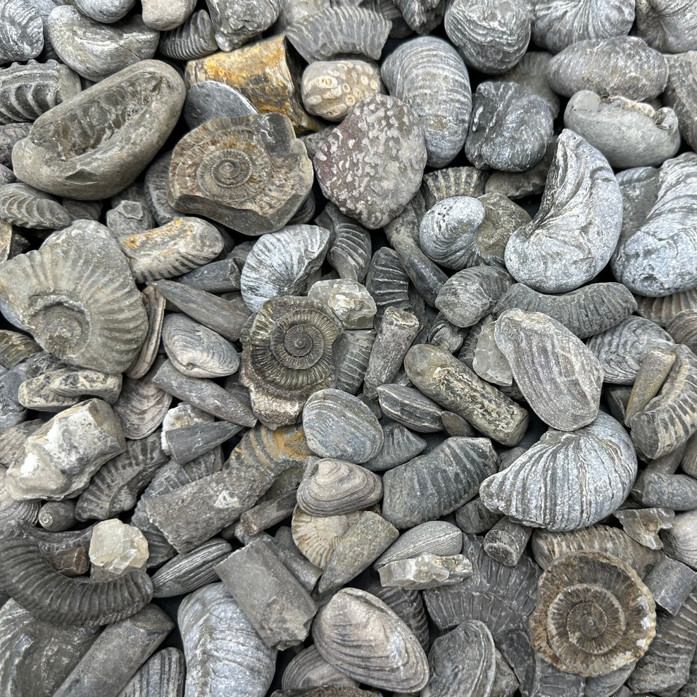 Jumbo Jurassic Jumble - Yorkshire Fossils Mystery Variety Fossil Bag ...