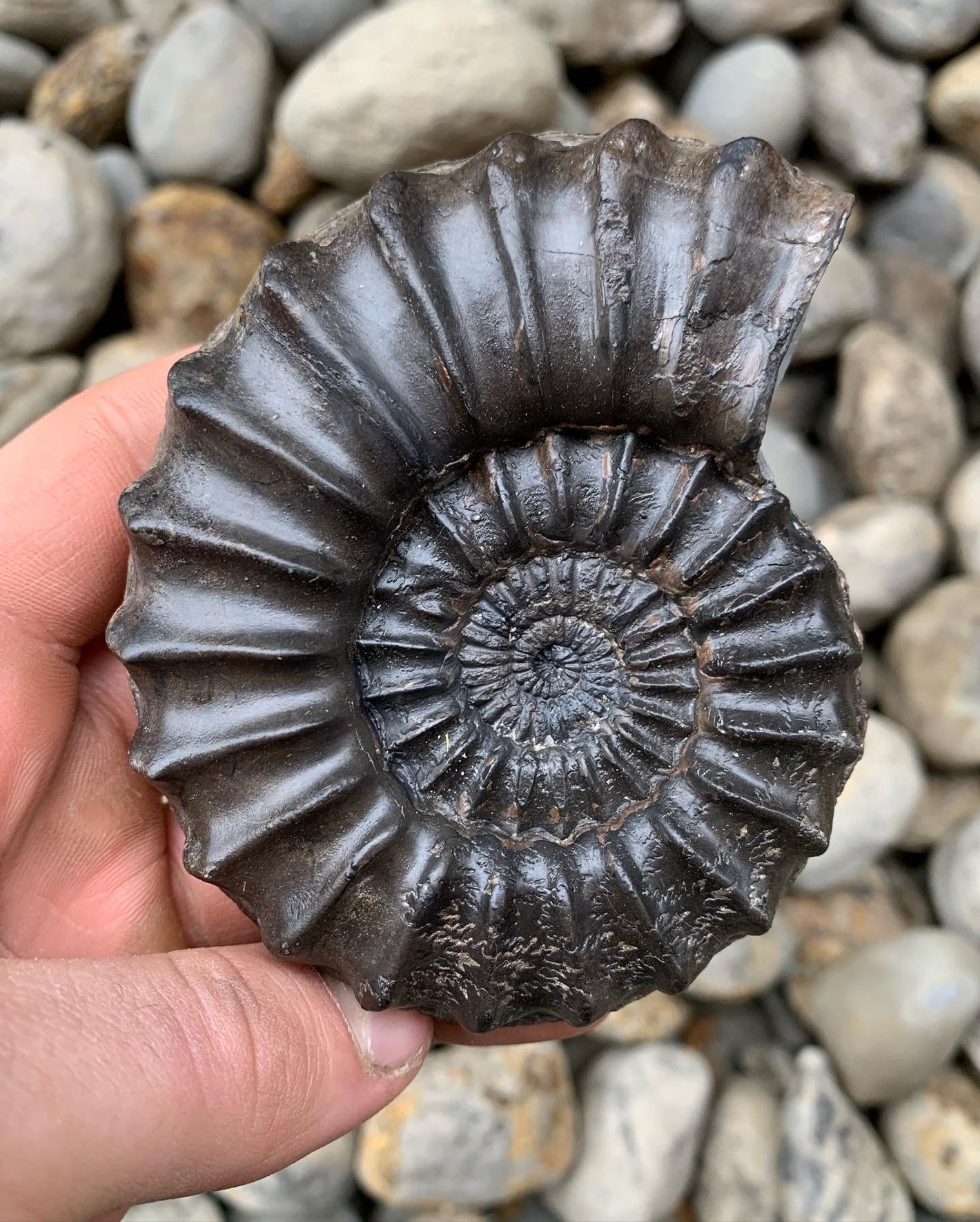 Yorkshire.Fossils
