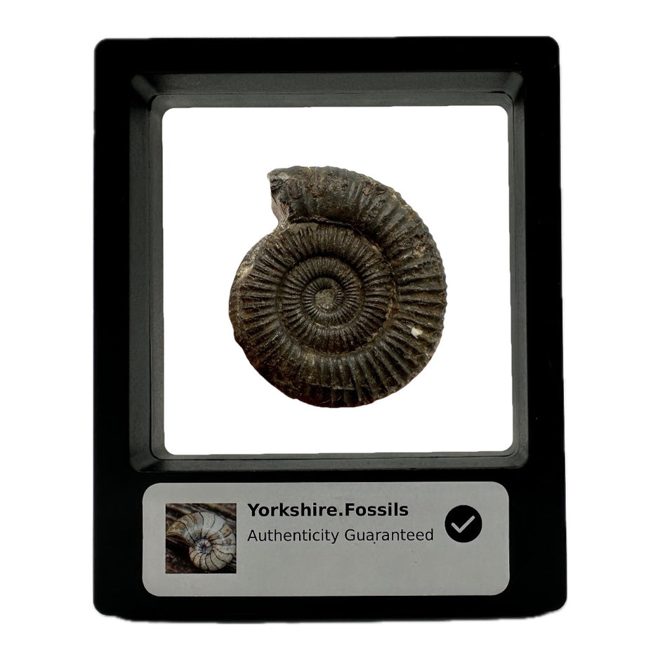 Yorkshire Fossils – Yorkshire.Fossils