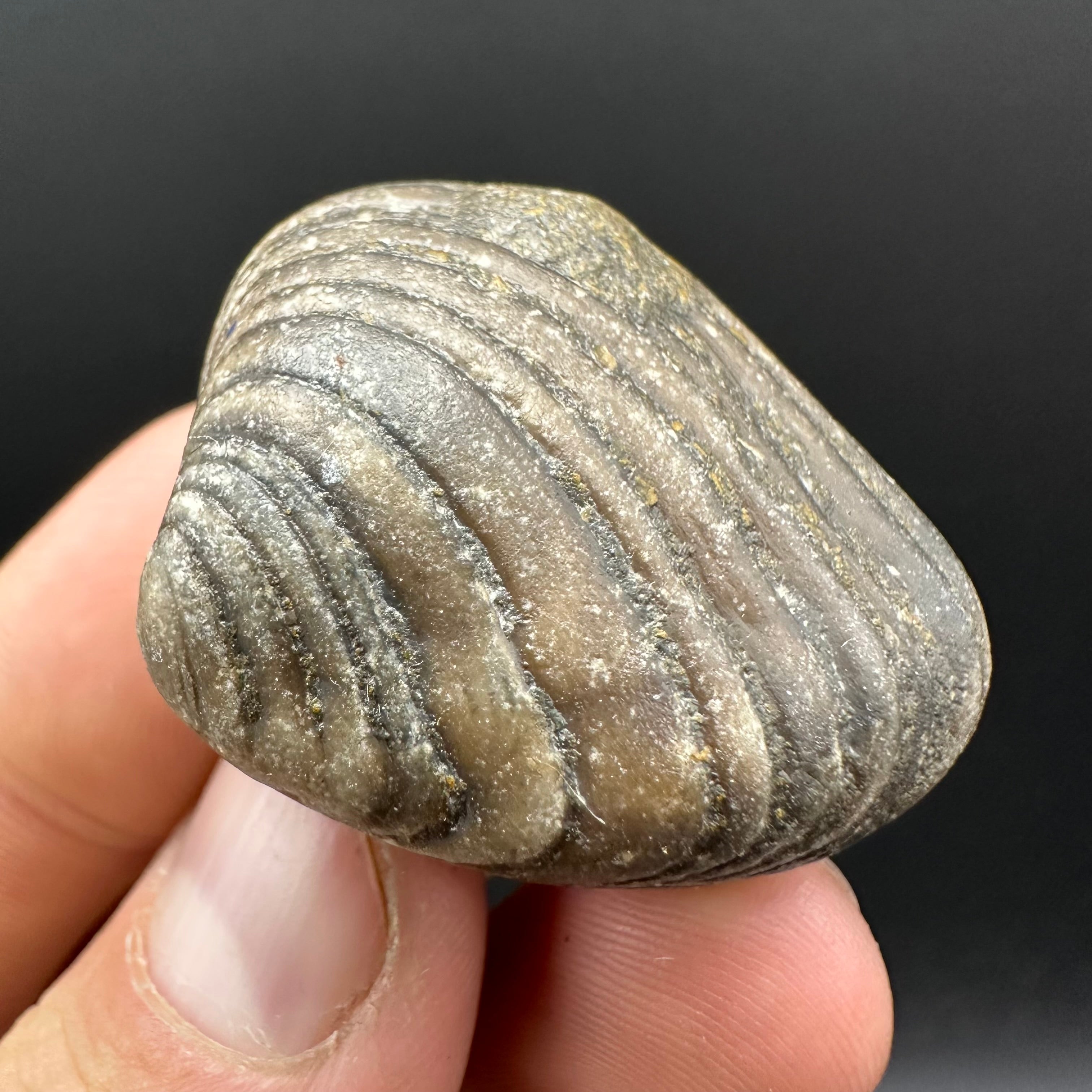 Bivalve Shell fossil with box and stand - Whitby, North Yorkshire, Jur ...