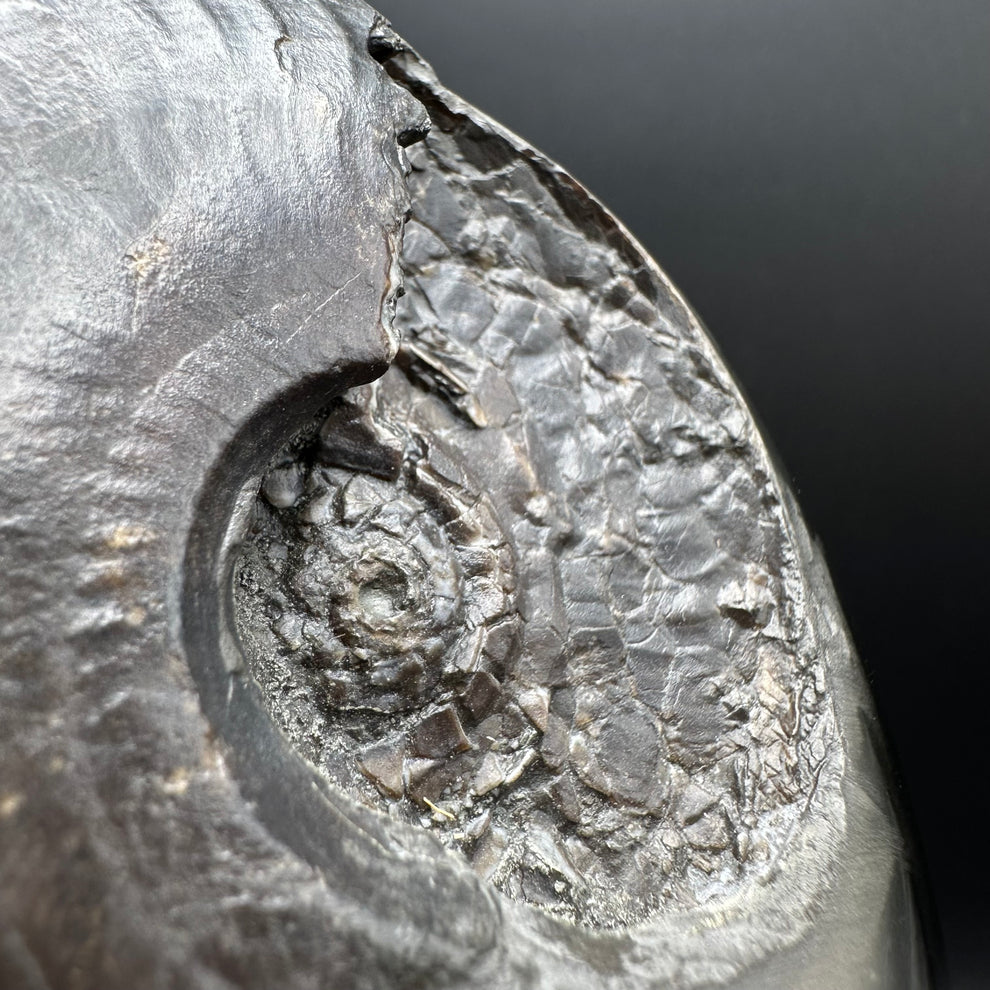 Golden Egg (GENUINE) Ammonite Fossil With Stand - Whitby, North Yorksh ...
