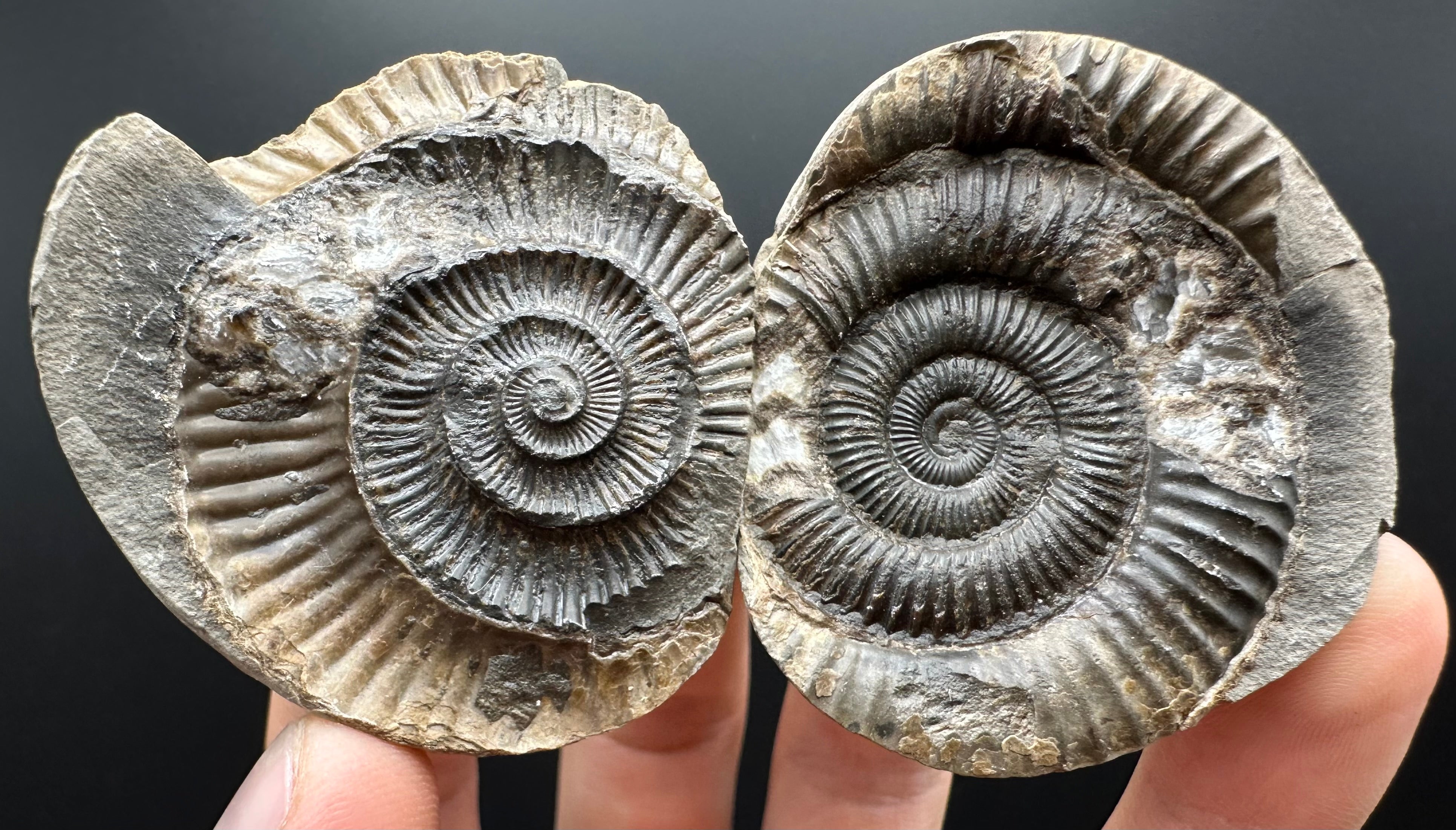 Dactylioceras Ammonite nodule (split pair) Fossil With Box And Stand ...
