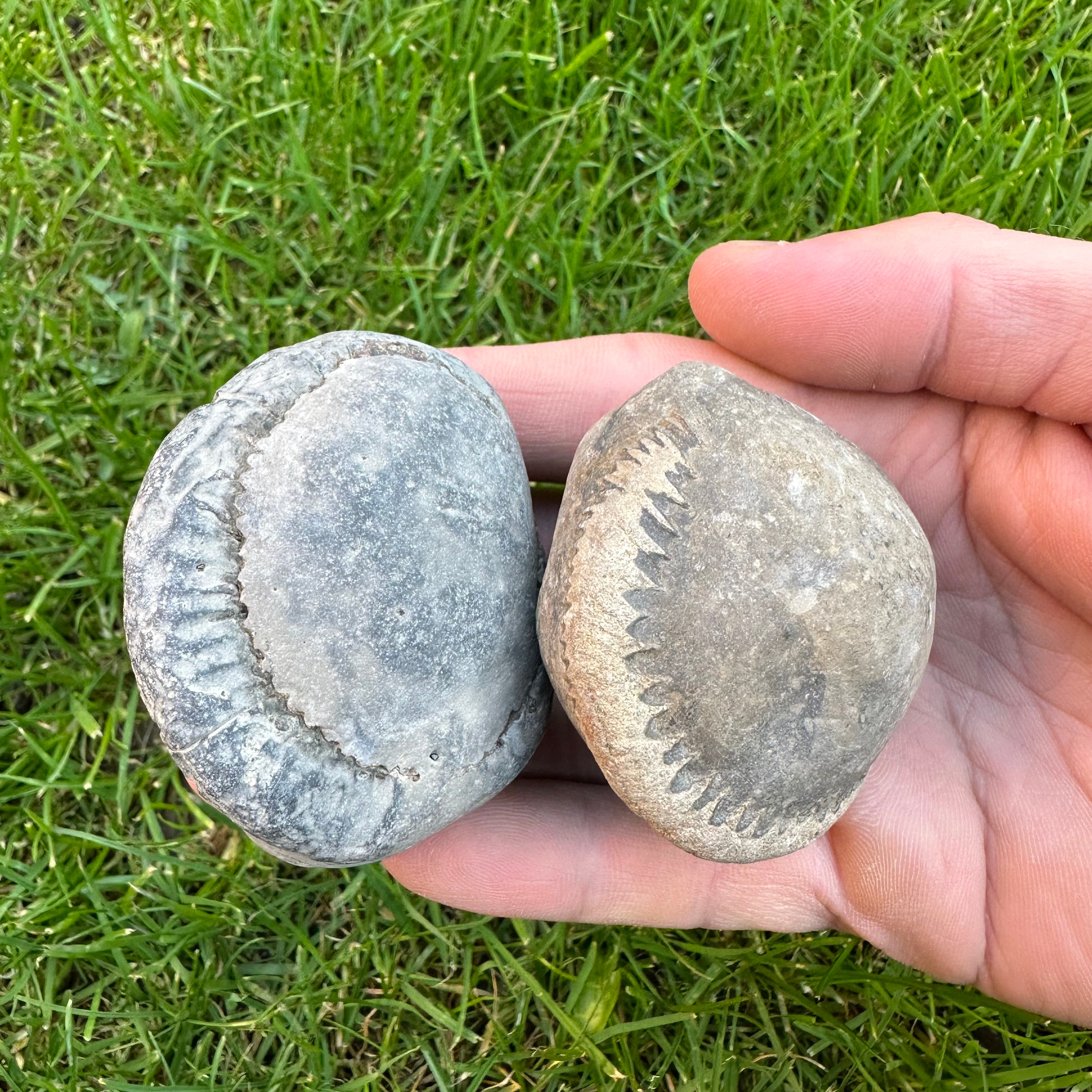 Fossils For Sale | Yorkshire Fossils | Fossil Gifts UK – Yorkshire.Fossils