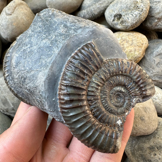 New In – Yorkshire.Fossils