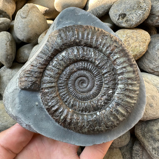 New In – Yorkshire.Fossils