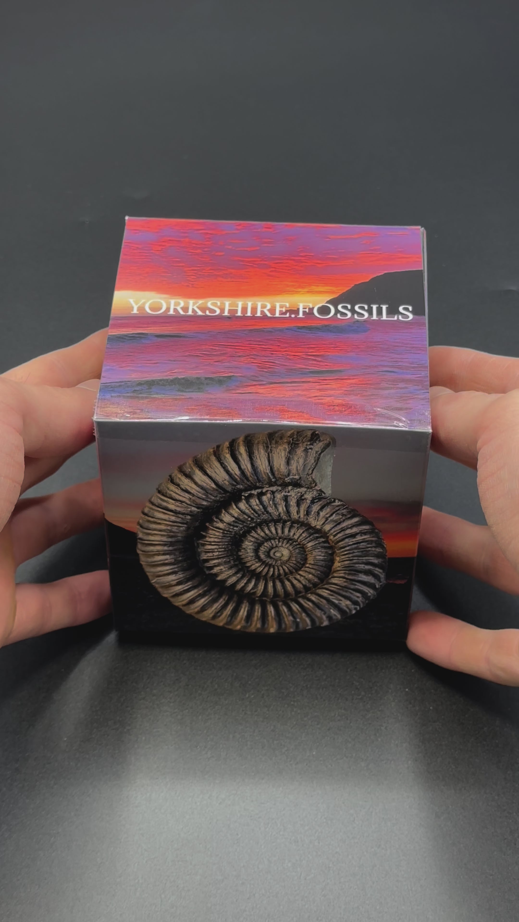 Yorkshire Fossils Box Bundle - Ammonite shell fossil Jurassic Coast, N ...