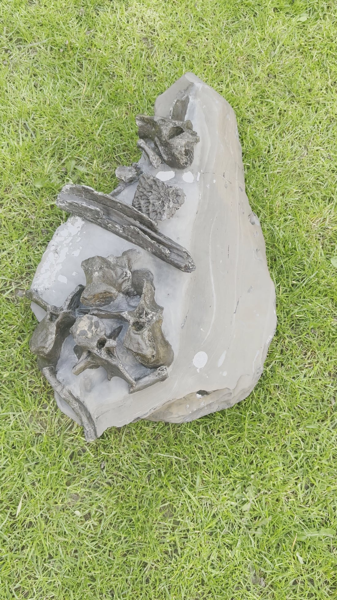 Crocodile Bone Block - Marine Reptile Whitby, North Yorkshire, Jurassi ...