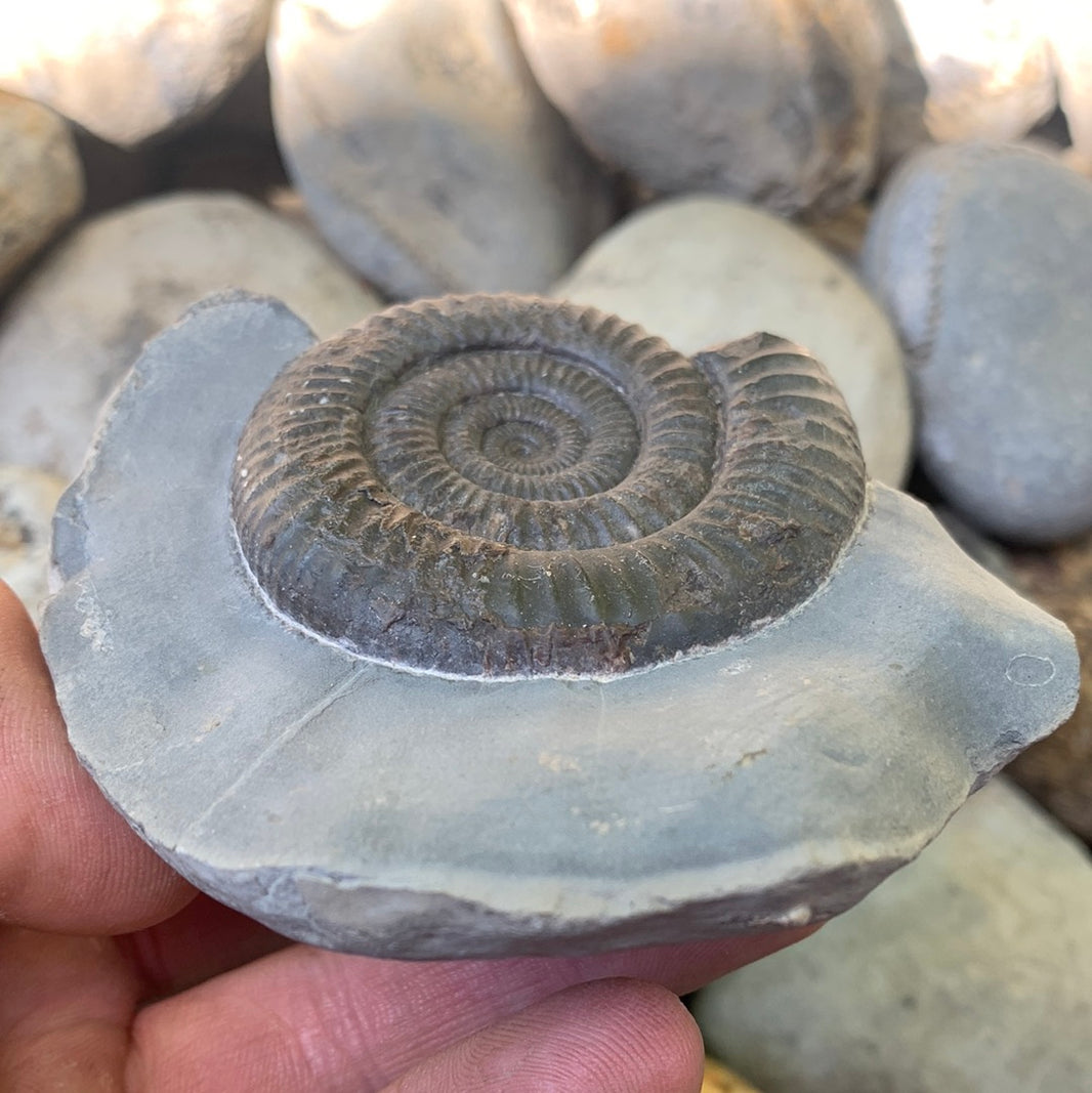 Yorkshire Fossils – Page 3 – Yorkshire.Fossils