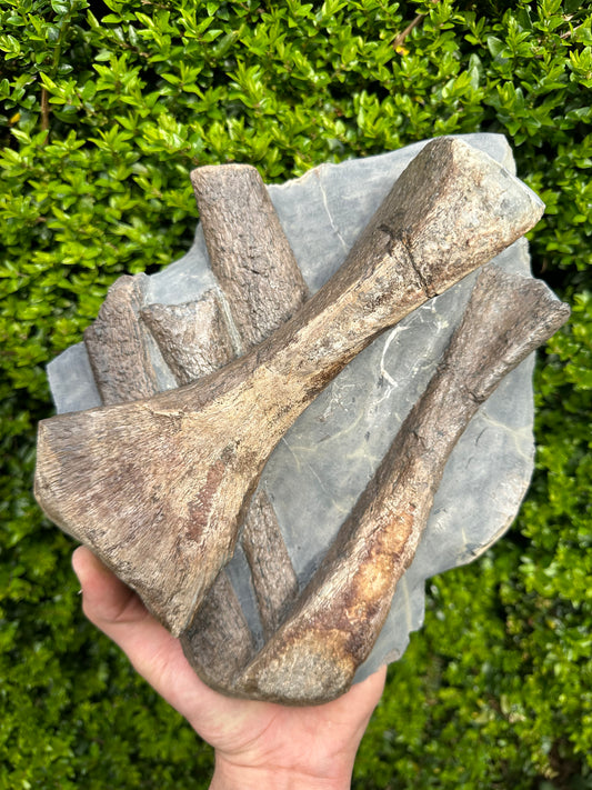 Fish – Yorkshire.Fossils
