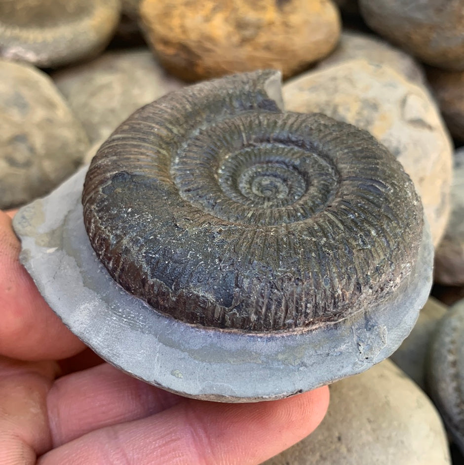 Yorkshire Fossils – Page 3 – Yorkshire.Fossils