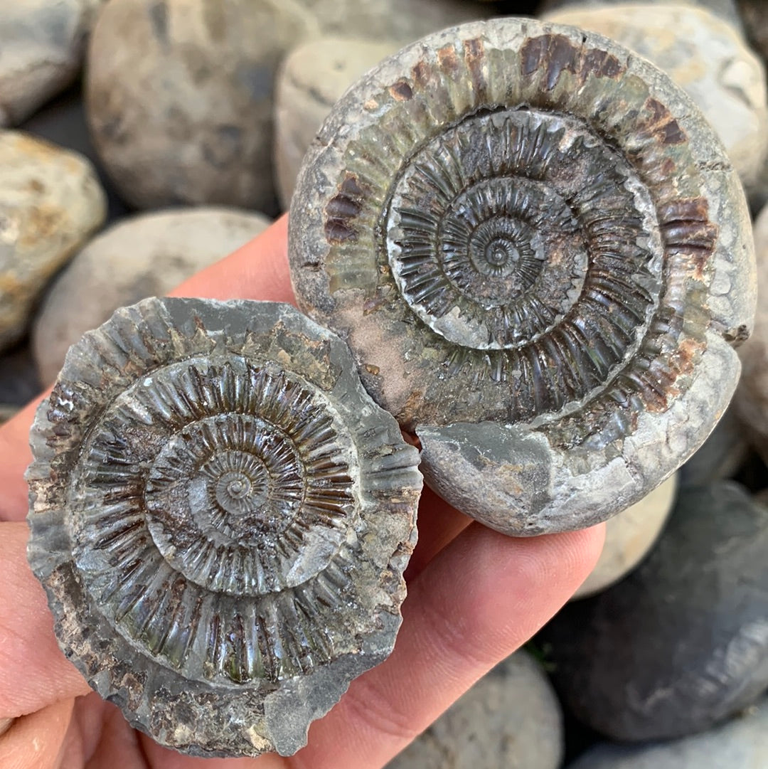 Ammonites – Yorkshire.Fossils