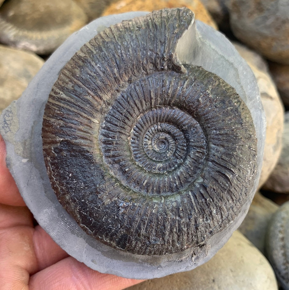 Yorkshire Fossils – Page 3 – Yorkshire.Fossils