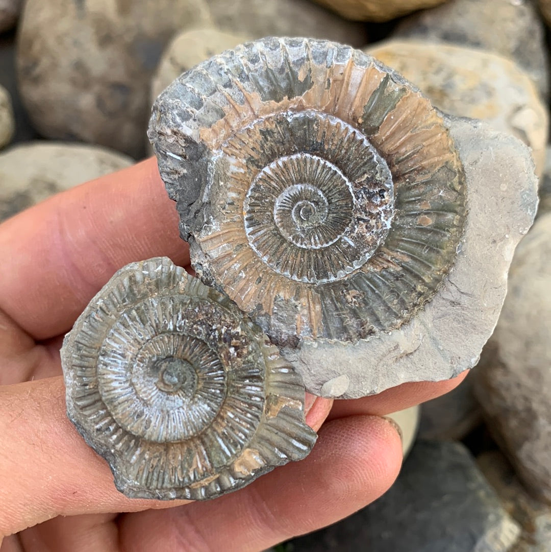 Ammonites – Yorkshire.Fossils