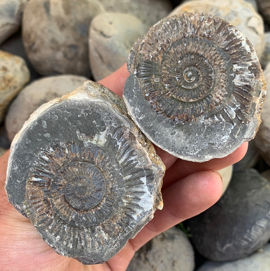 Ammonites – Yorkshire.Fossils