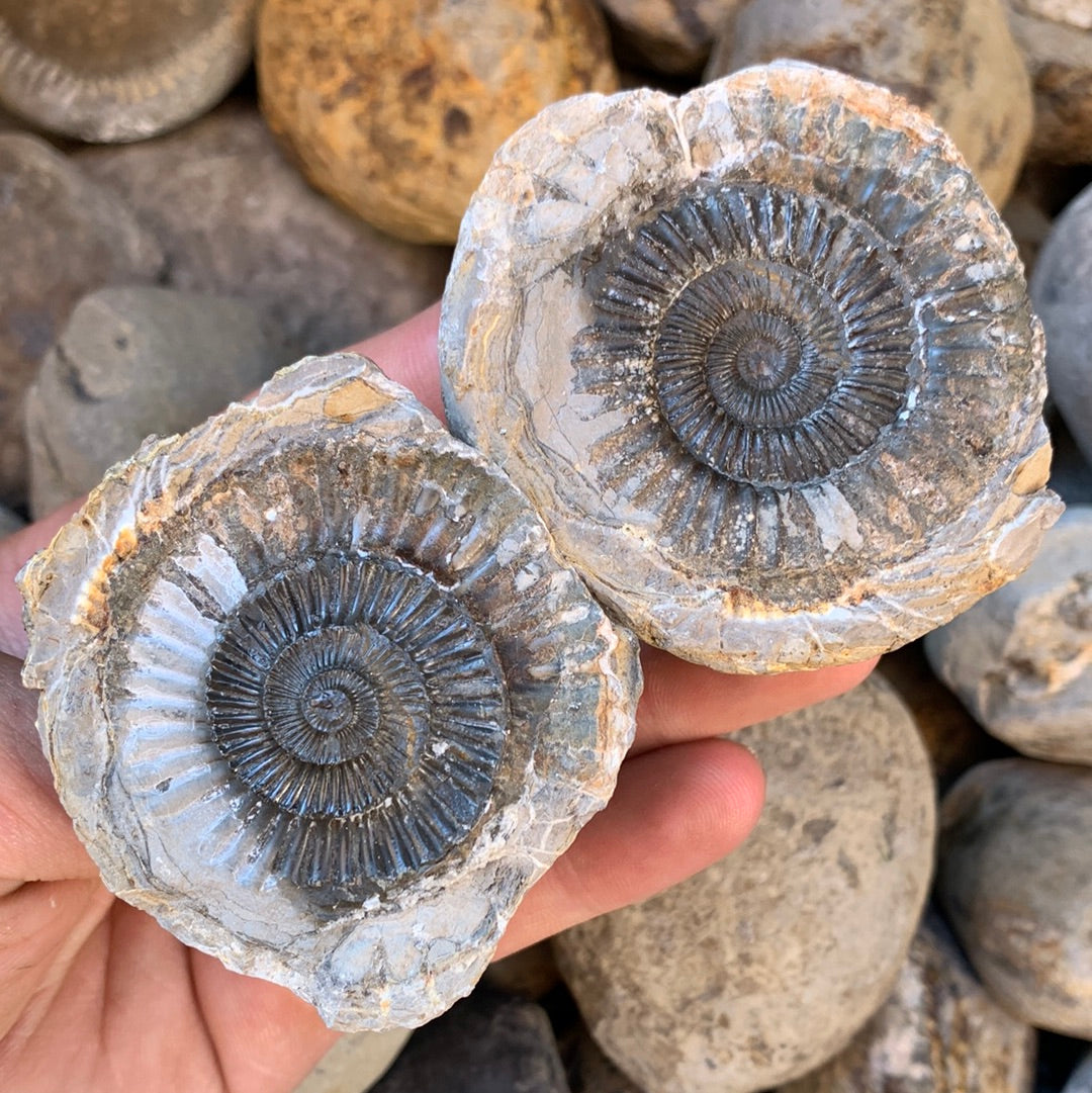 Ammonites – Yorkshire.Fossils