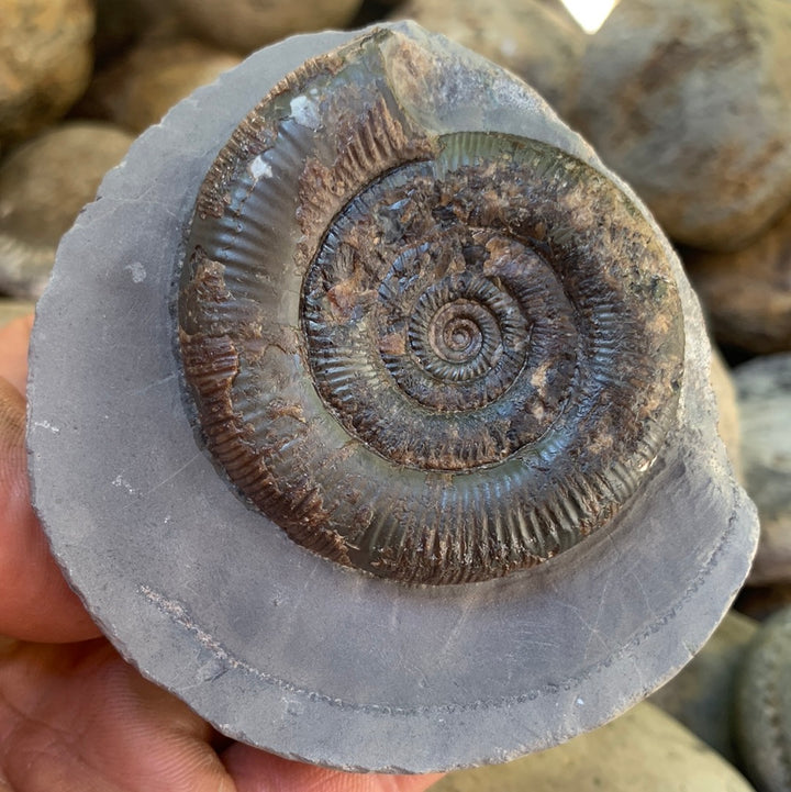 Yorkshire Fossils – Page 3 – Yorkshire.Fossils